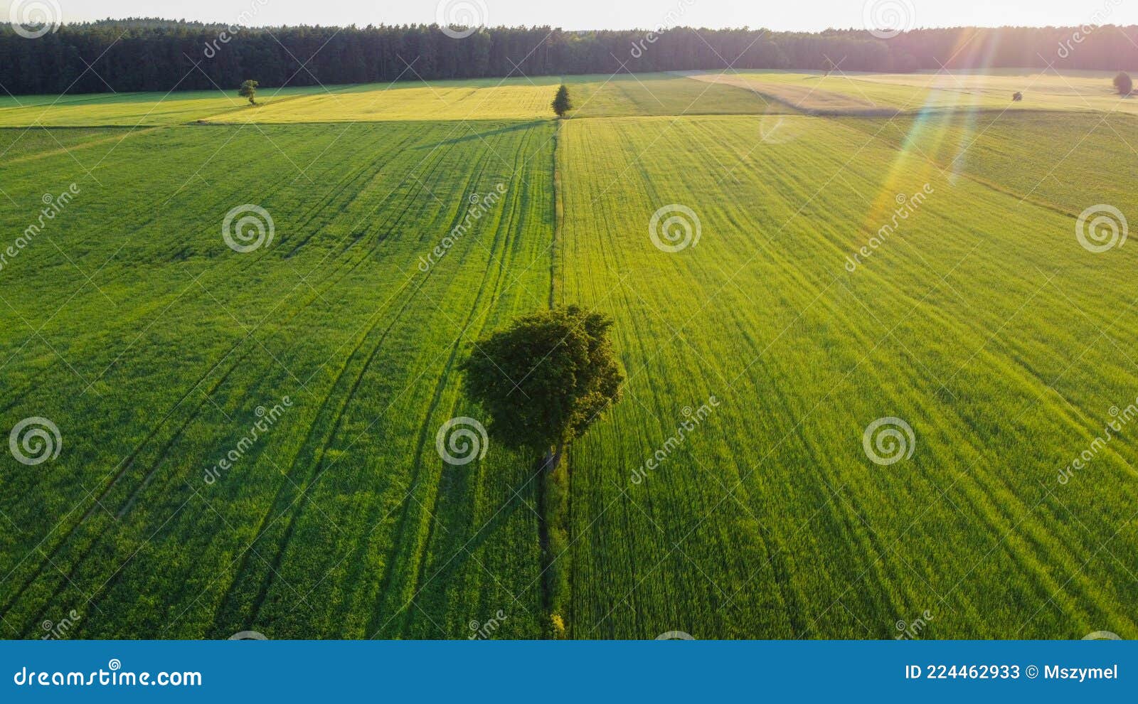 Lone Tree on the Green Fields Stock Image - Image of land, solo: 224462933