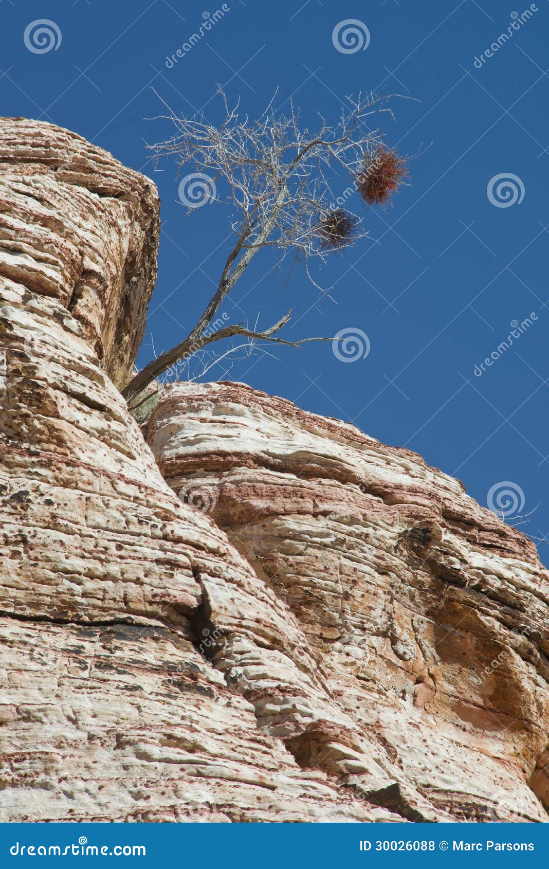 Lone Tree in Rock stock photo. Image of stones, desert - 30026088