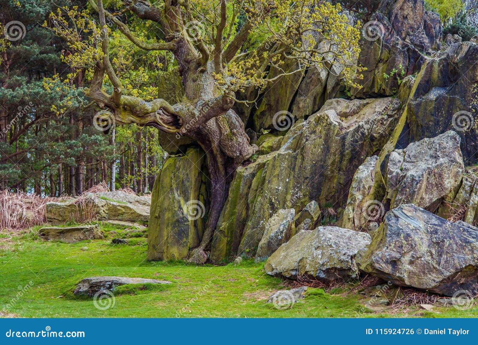 Lone Tree Splitting Boulders in Half Stock Photo - Image of ancient ...