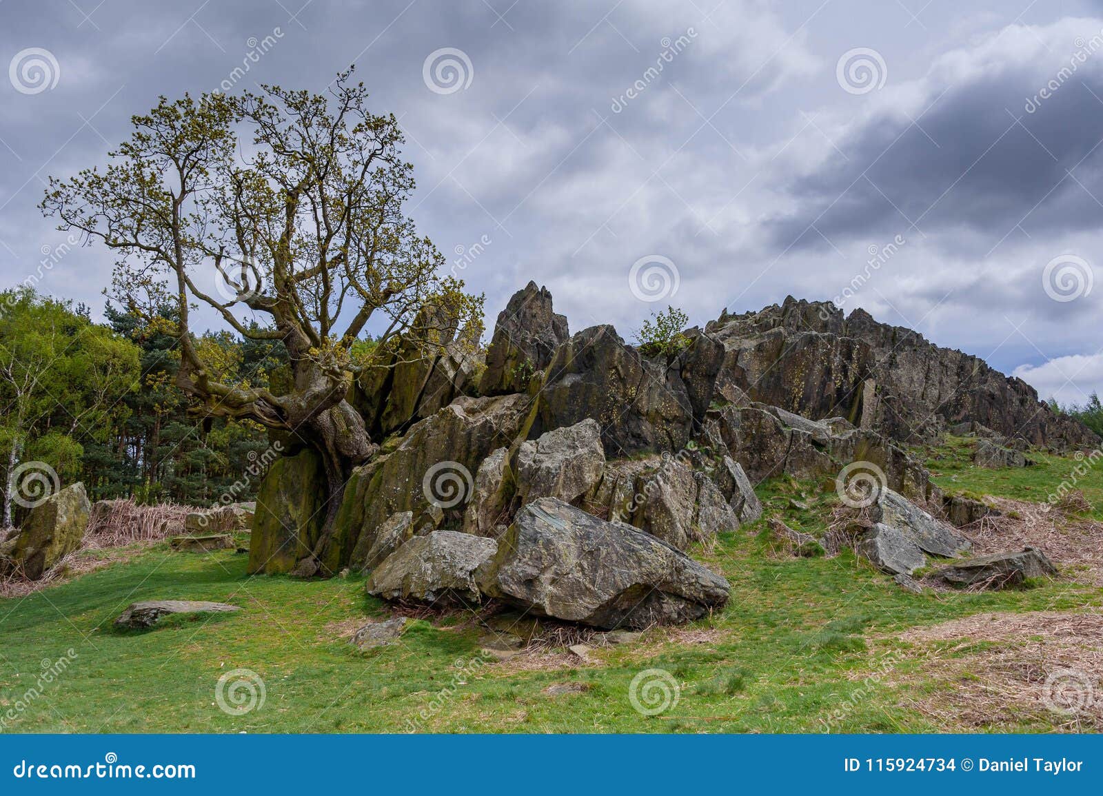 Lone Tree Splitting Boulders in Half Stock Photo - Image of country ...
