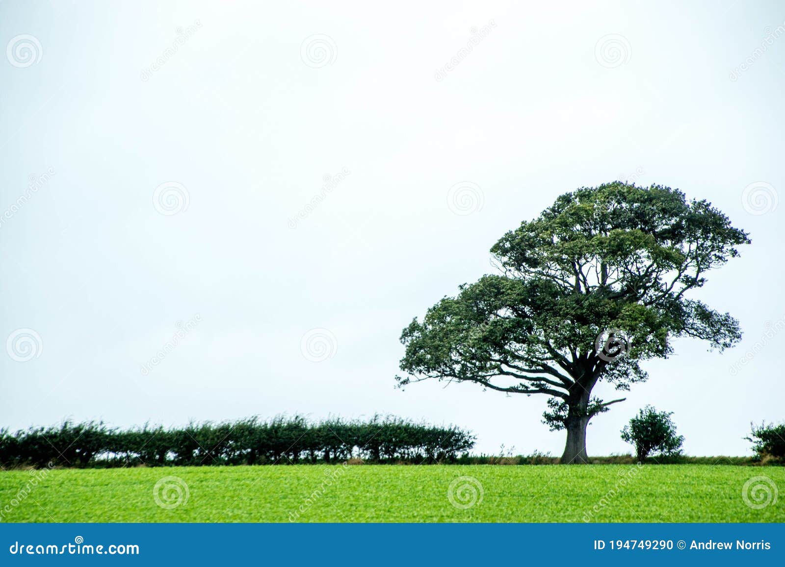 Lone Tree Hedge Line stock photo. Image of lone, boundary - 194749290