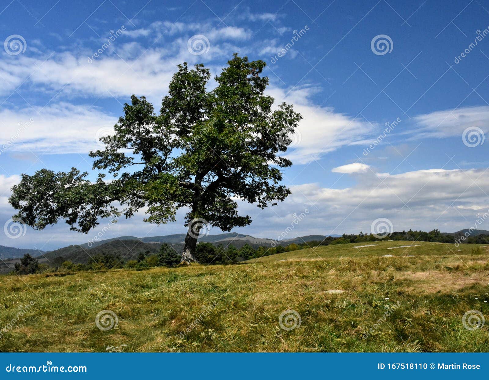 Lone Tree on Mountain Ridgeline Stock Photo - Image of lone ...