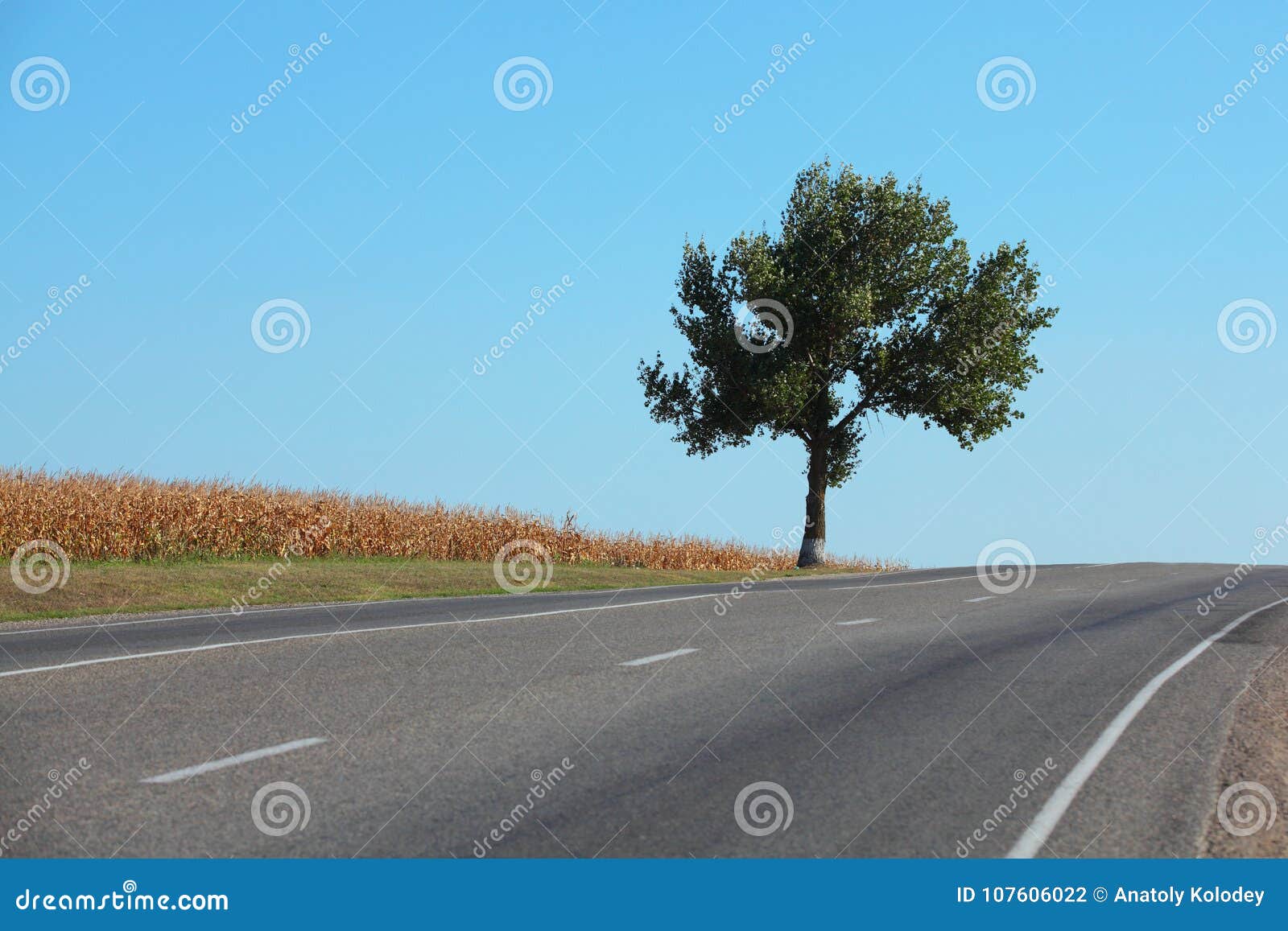 Lone Tree by the Highway Against Blue Sky Stock Photo - Image of scenic ...