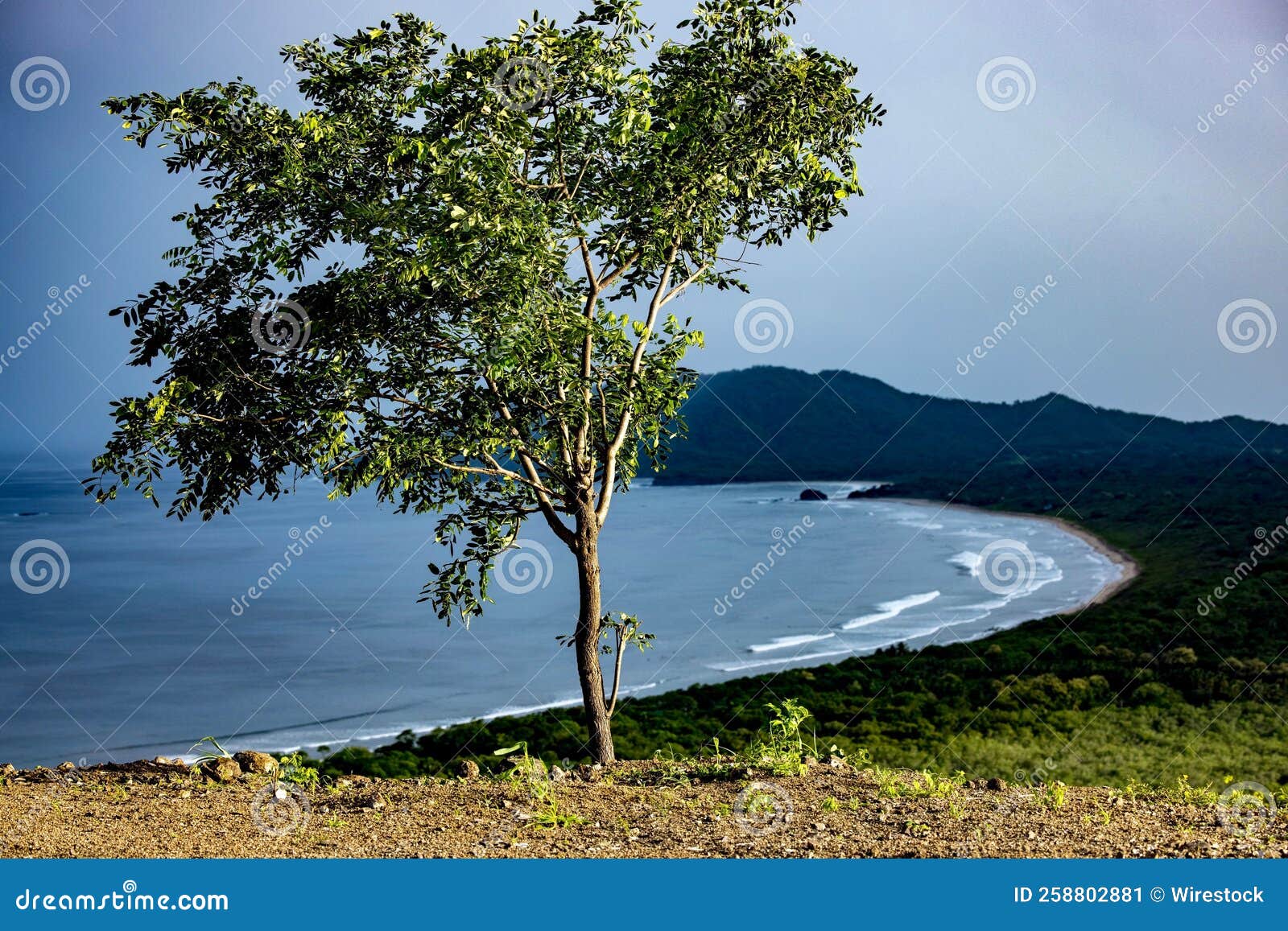 Lone Tree on a Hill Overlooking a Beach Stock Image - Image of water ...