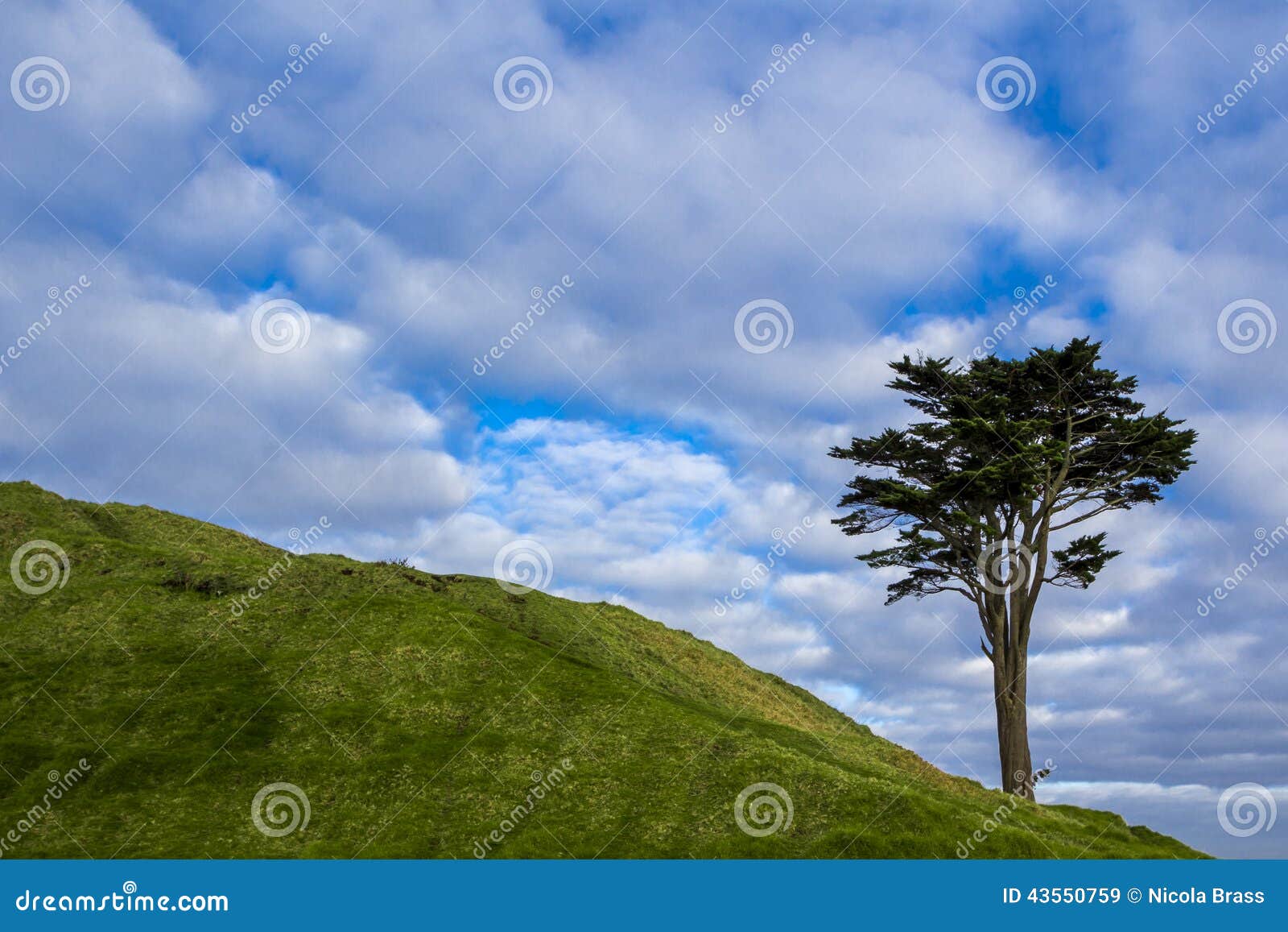 Lone tree on a hill stock image. Image of grassy, environment - 43550759