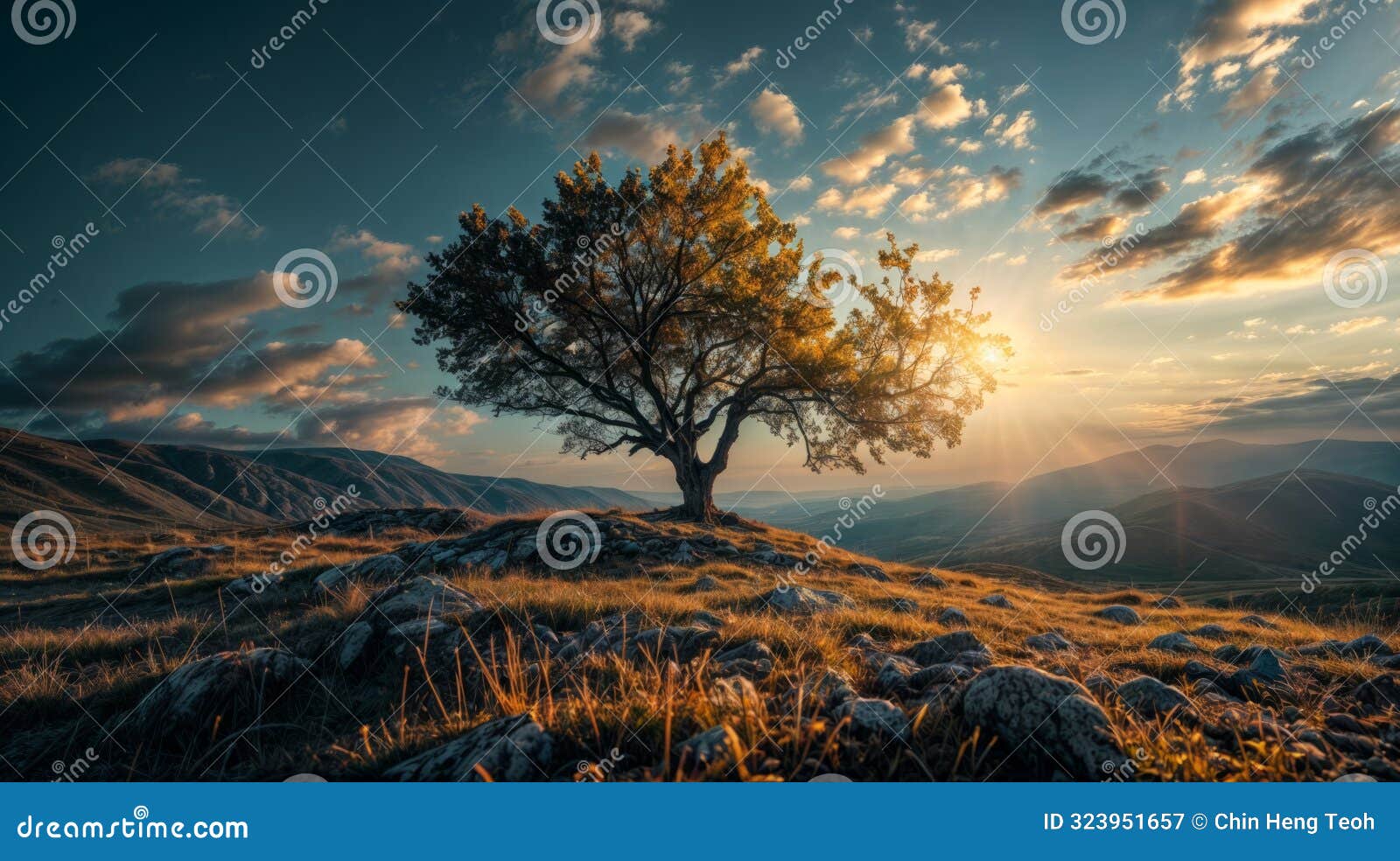 Lone Tree on a Hill at Sunset with Dramatic Sky Stock Image - Image of ...