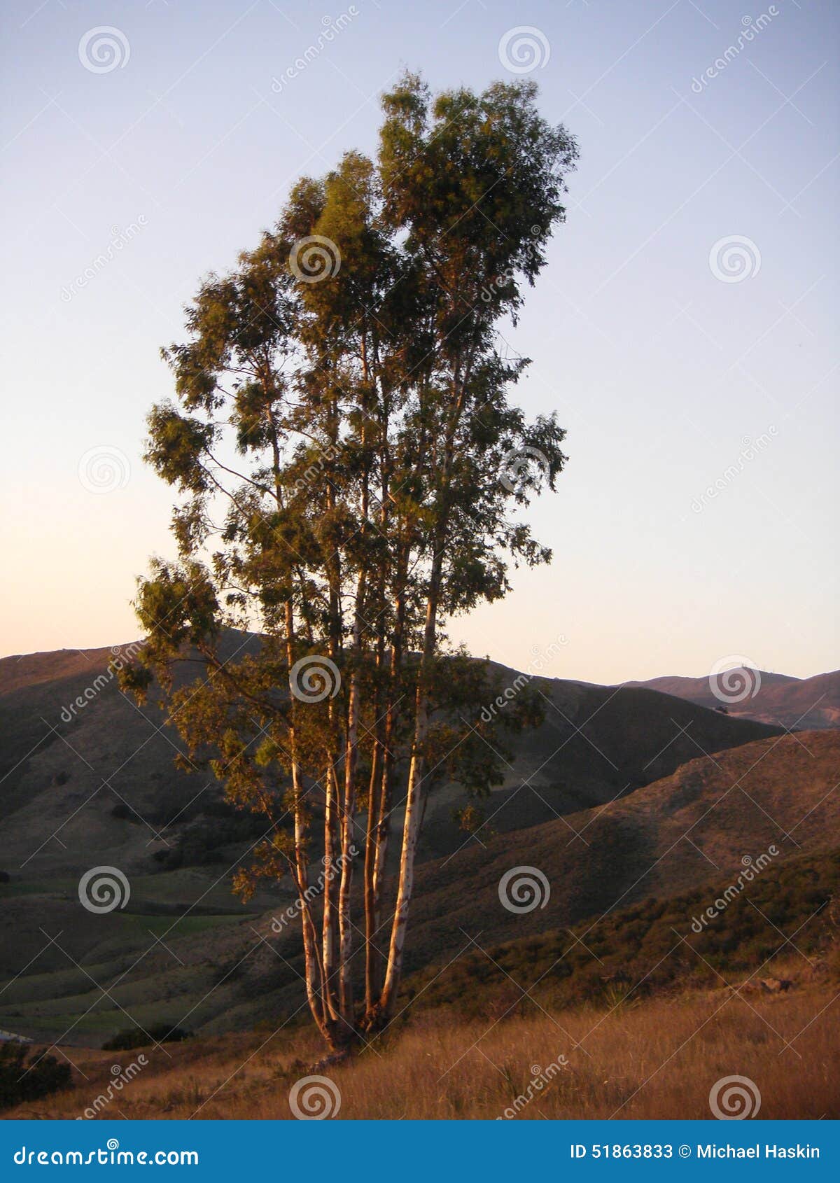 Lone tree on hillside stock image. Image of california - 51863833