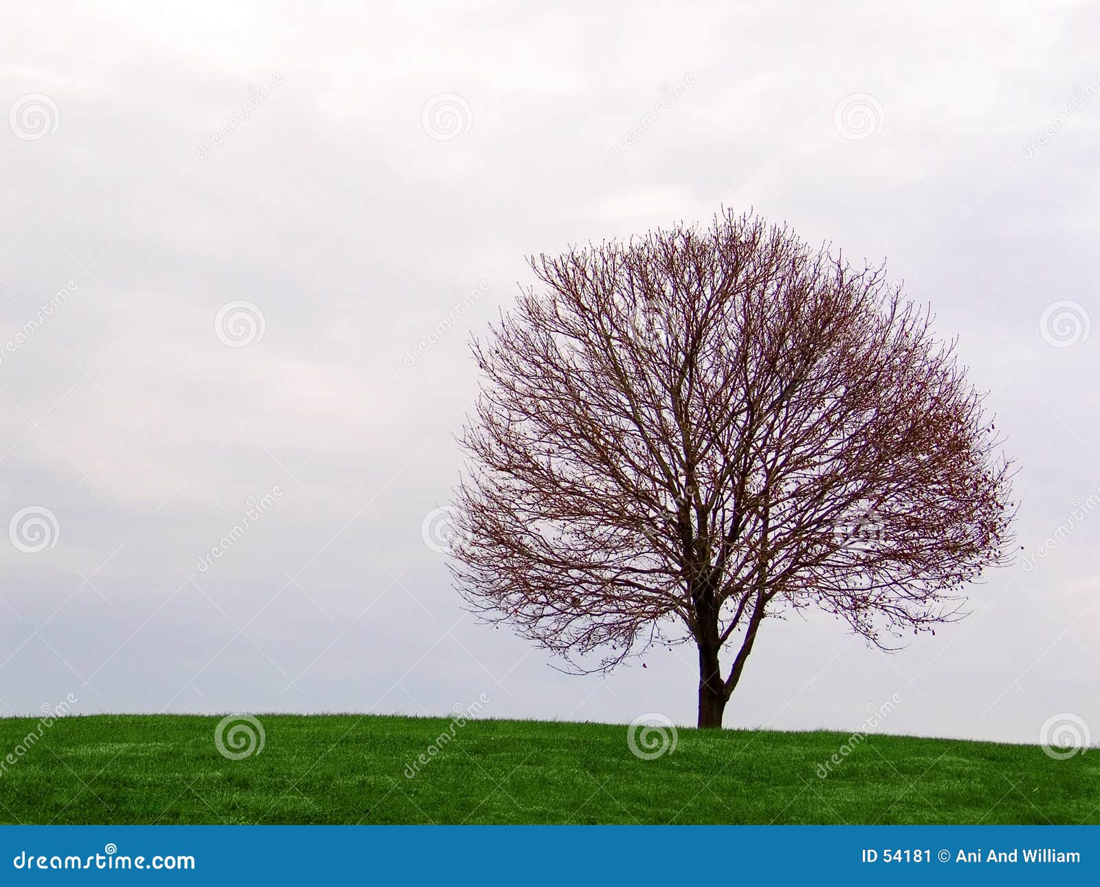 A Lone Tree Is An Oasis Of Cool Shade In The Hot Steppe Stock ...