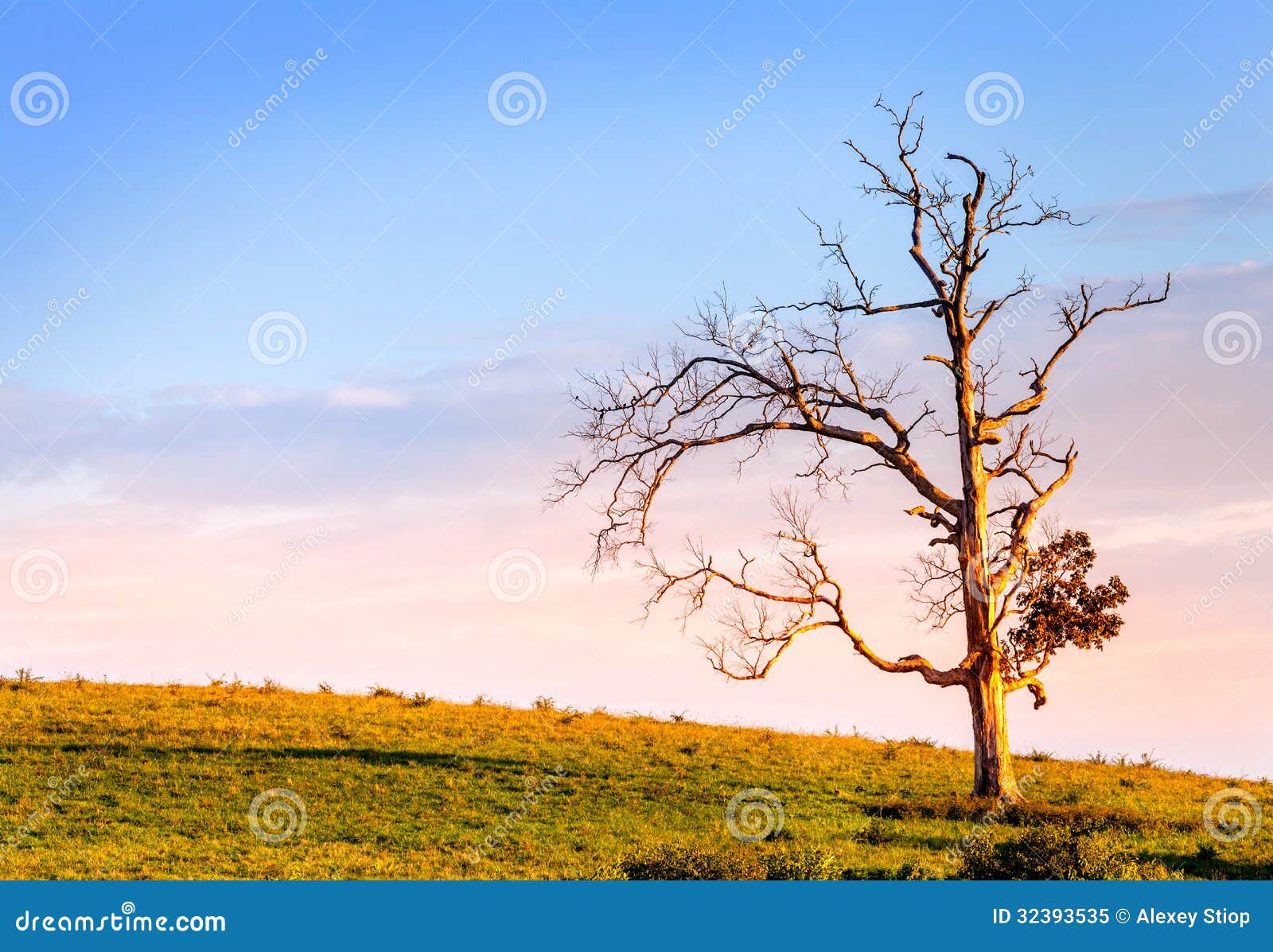 Lone tree stock image. Image of evening, environment - 32393535