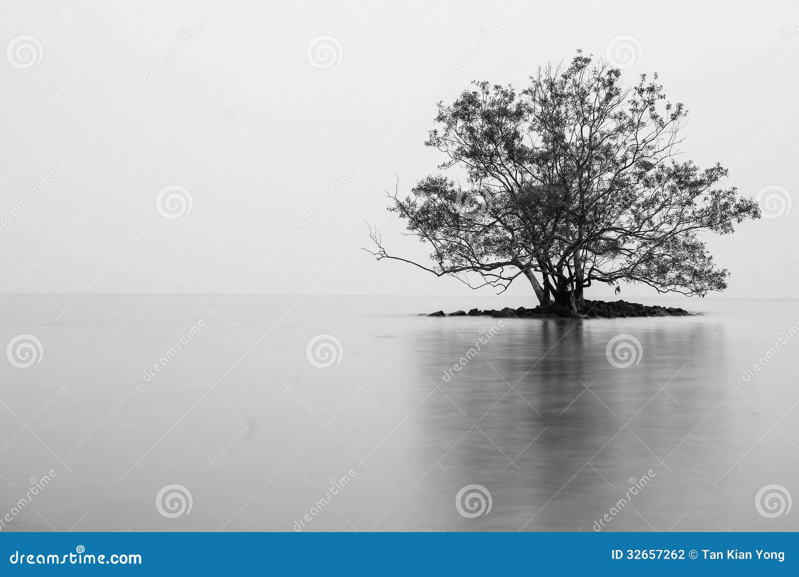 1,120 Stranded Tree Stock Photos - Free & Royalty-Free Stock Photos ...