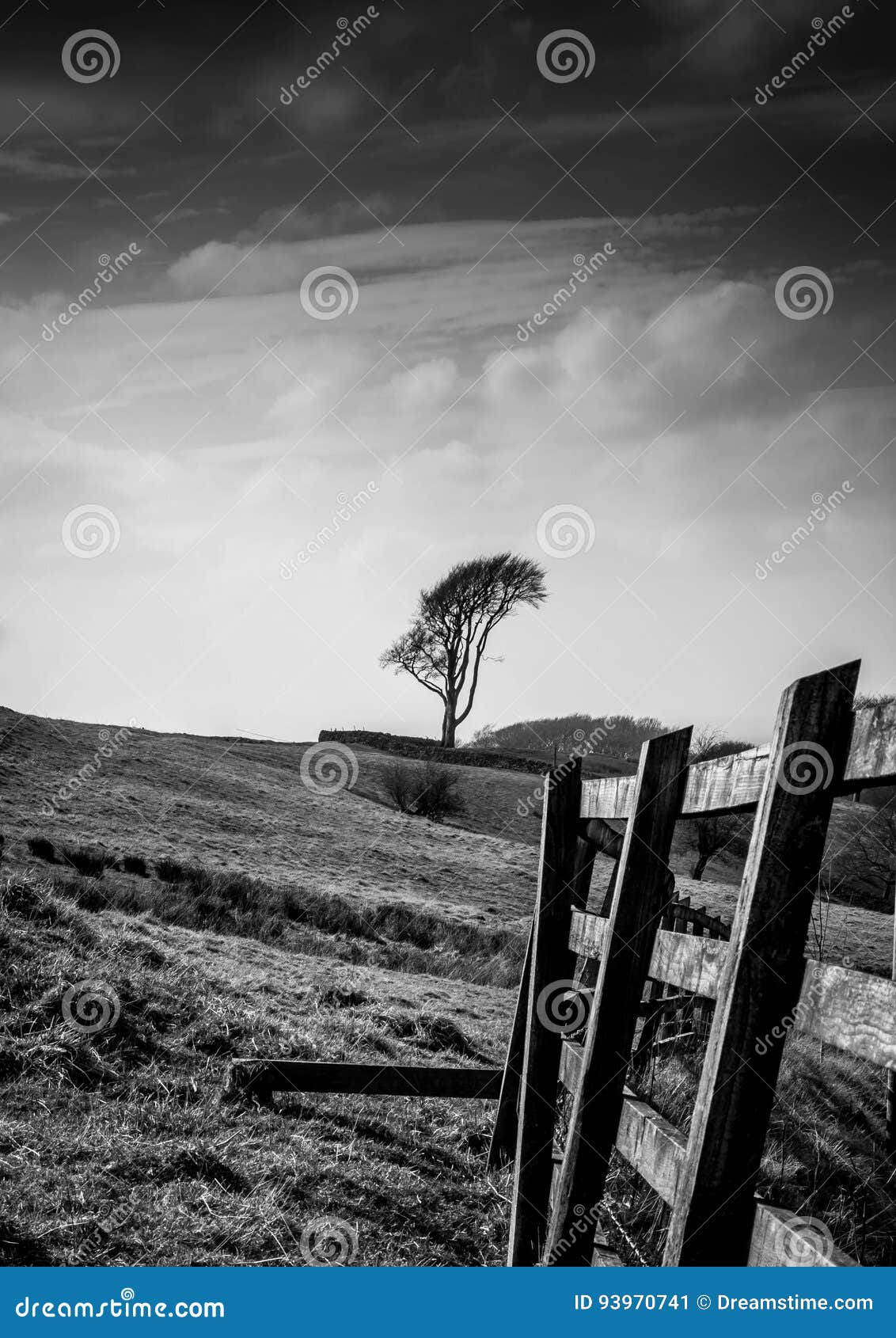Lone Tree in Isolated Field Stock Image - Image of field, black: 93970741