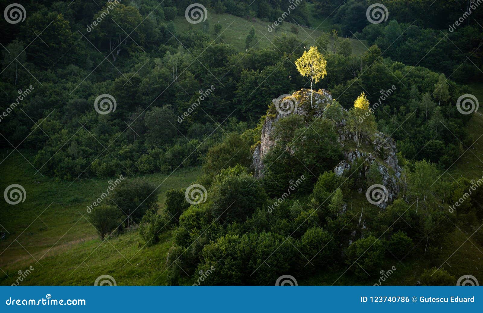 Lone Tree Isolated in the Forest Background at Sunrise Stock Photo ...