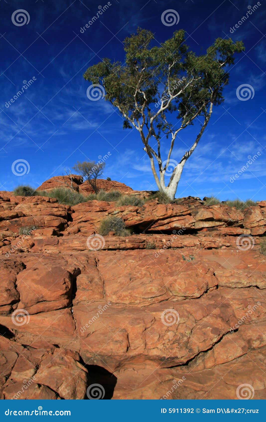 The Kings Oak Tree, Kongeegen Royalty-Free Stock Photography ...