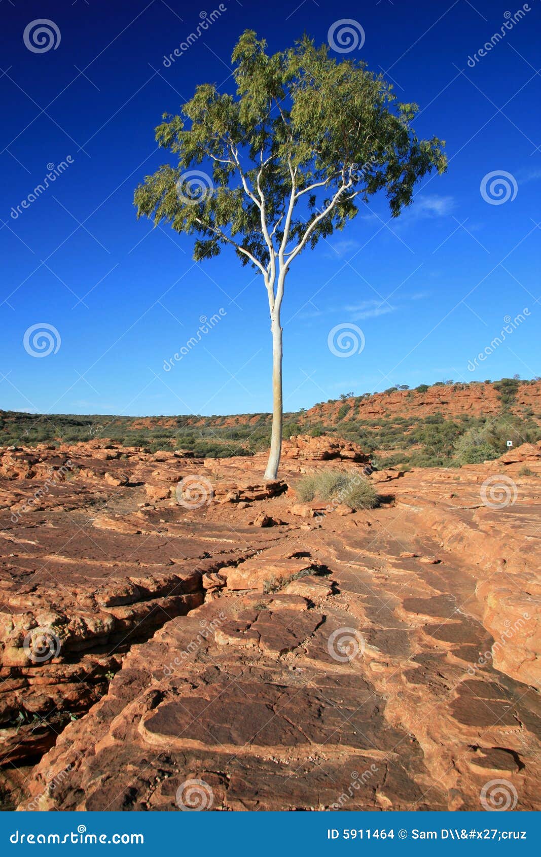 Lone Tree - Kings Canyon, Australia Stock Photo - Image of desert ...