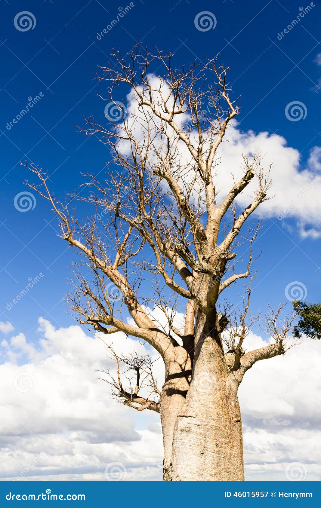 Lone tree stock image. Image of kings, perth, seasonal - 46015957