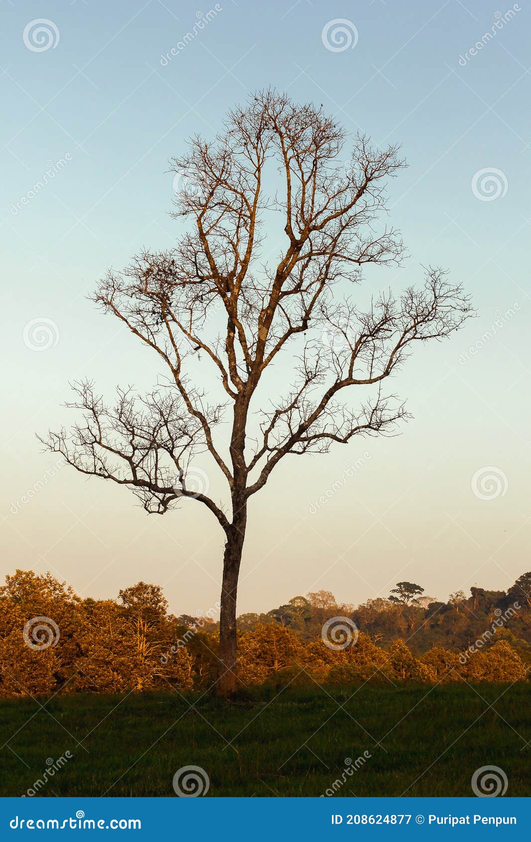 The Lone Tree Landscape on the Slopes Stock Image - Image of freedom ...