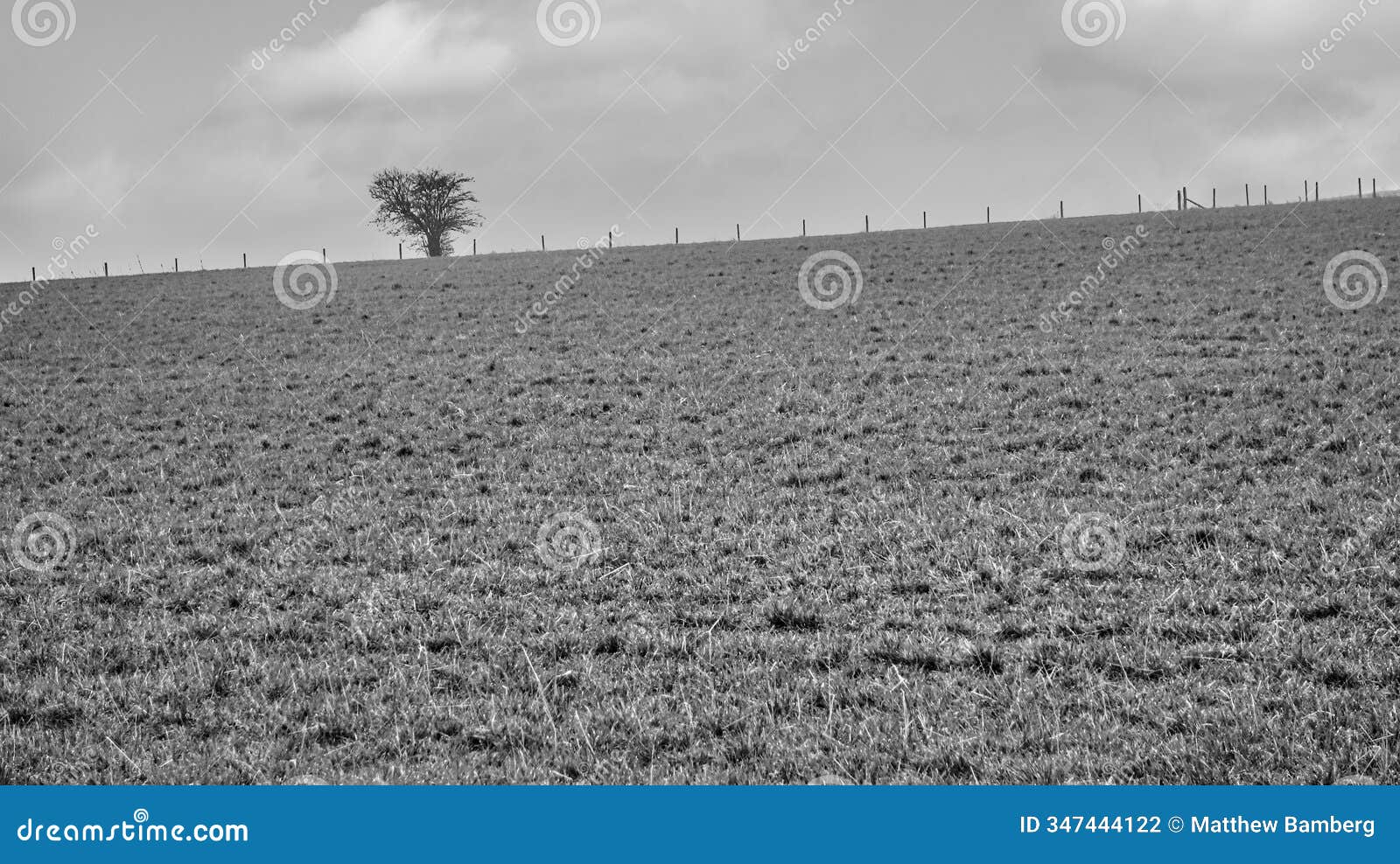 Lone Tree in Large Grassy Area Stock Photo - Image of landscape, large ...