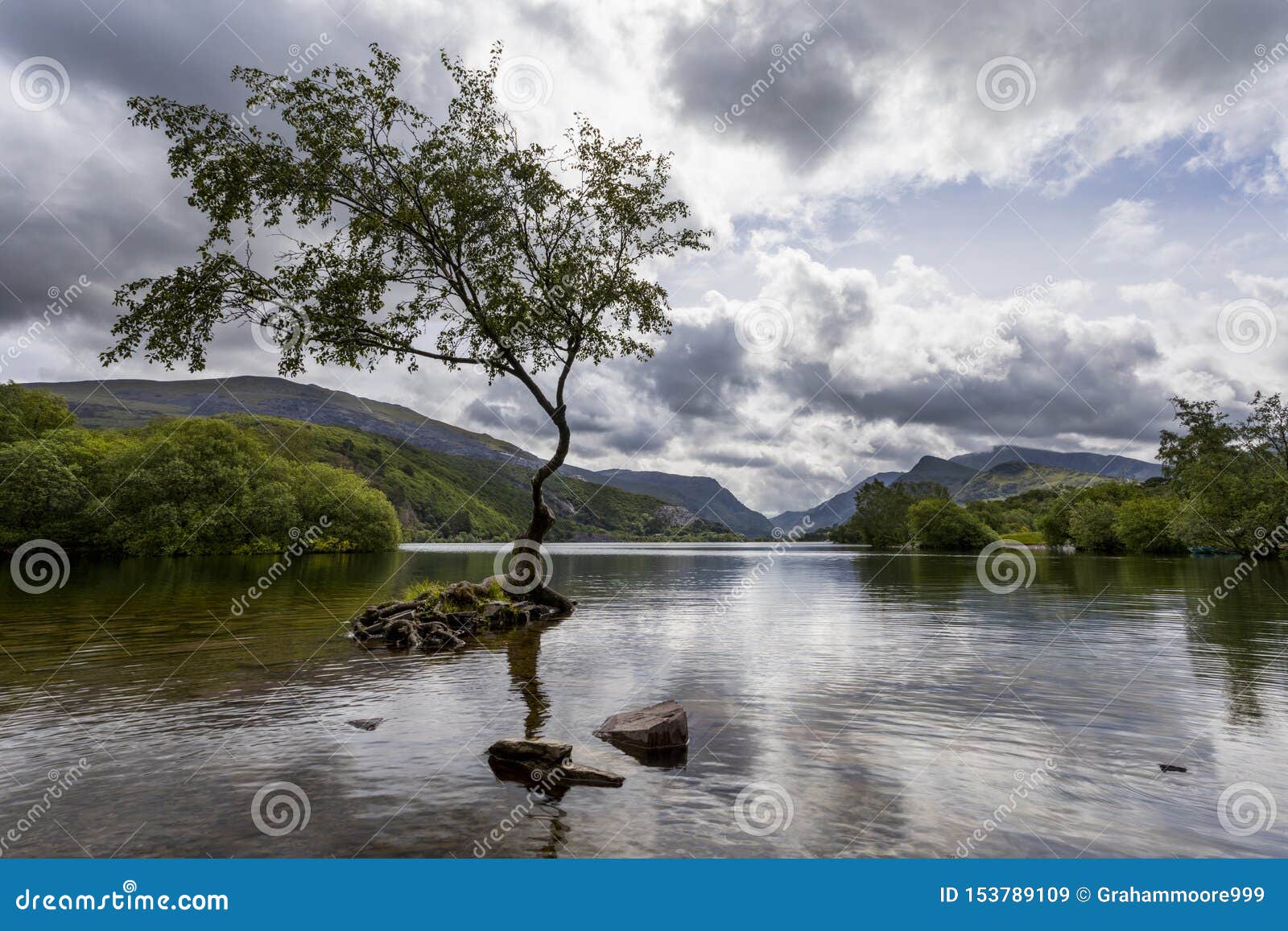 Lone Tree Llanberis stock image. Image of dramatic, lone - 153789109