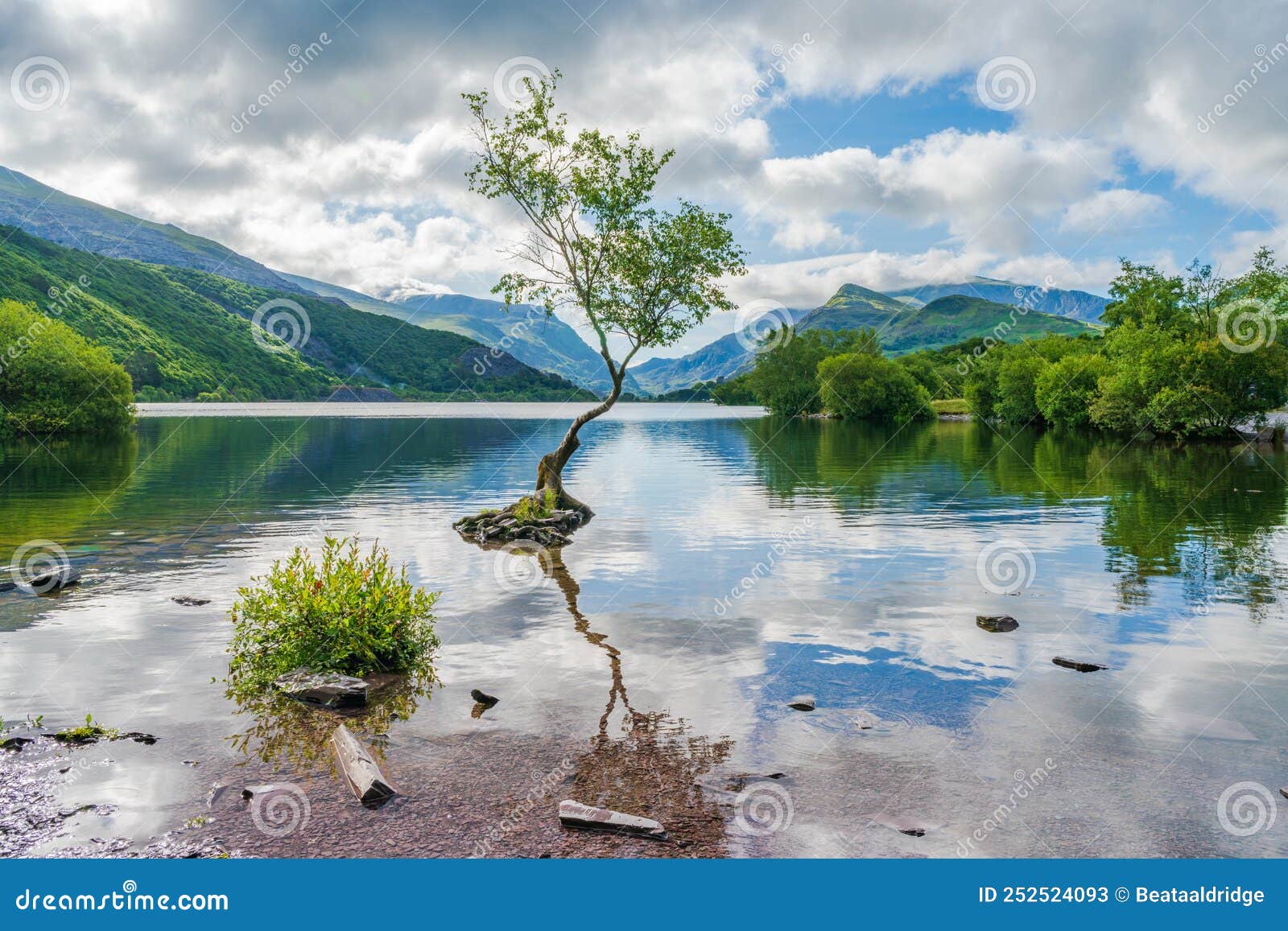 Lone Tree stock image. Image of countryside, landscape - 252524093