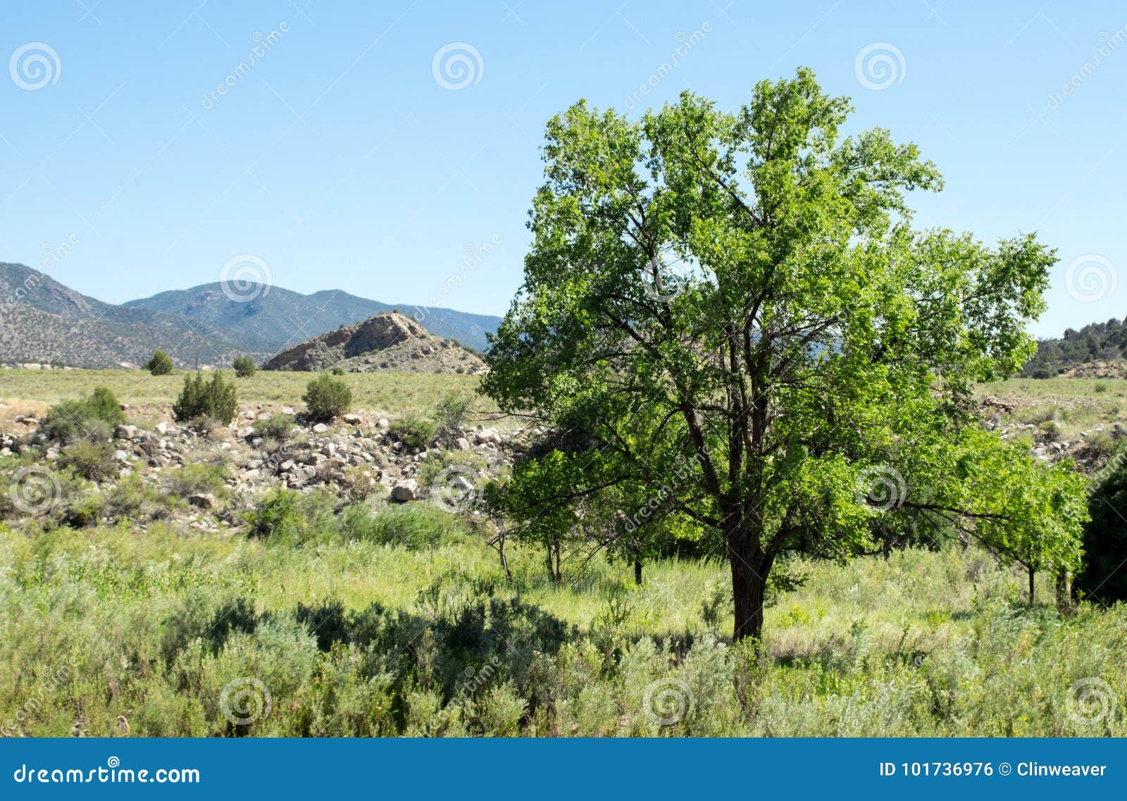 A Lone Tree stock photo. Image of grass, nature, tree - 101736976