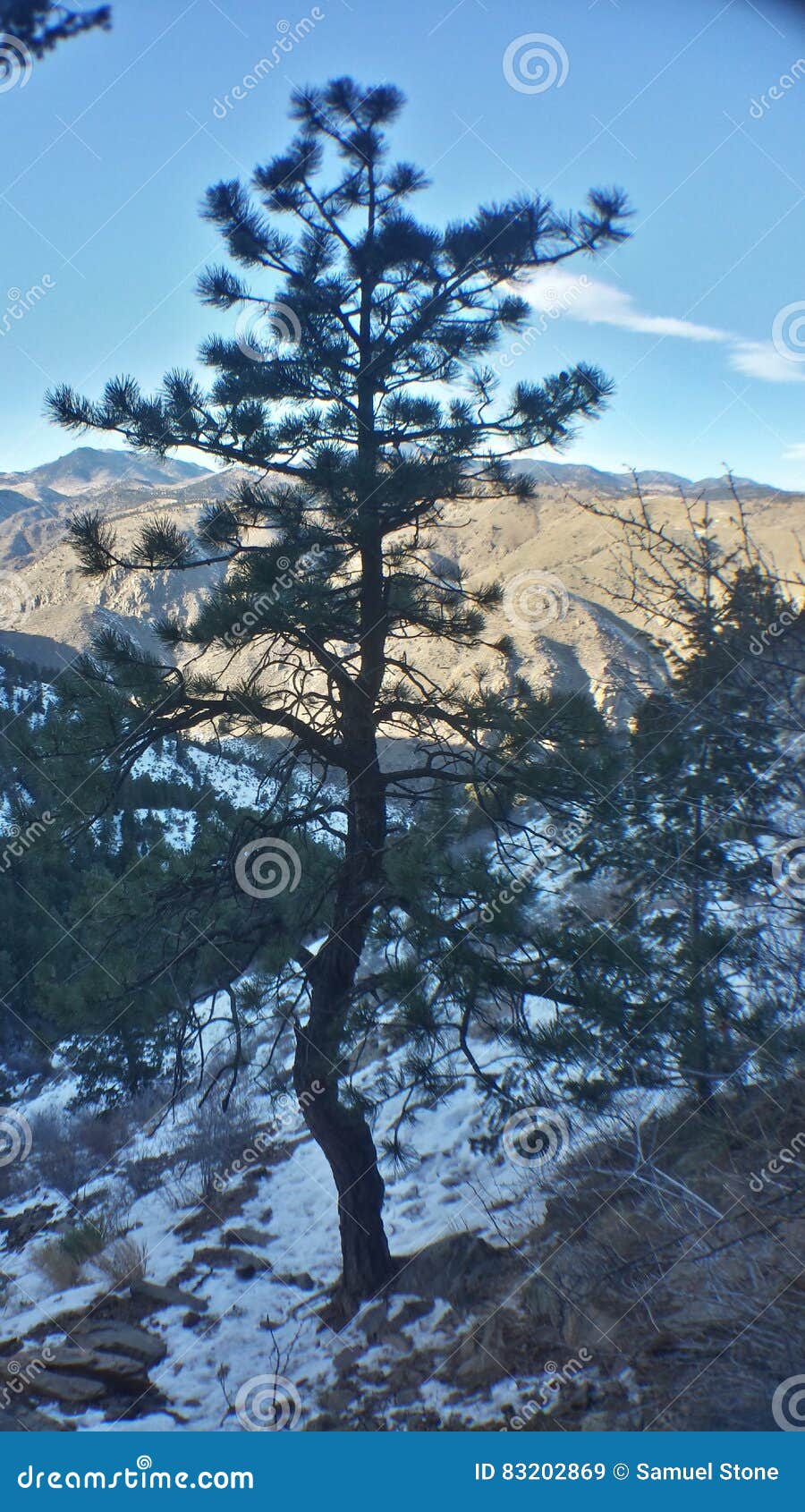 The Lone Tree stock image. Image of rockies, tree, lookout - 83202869