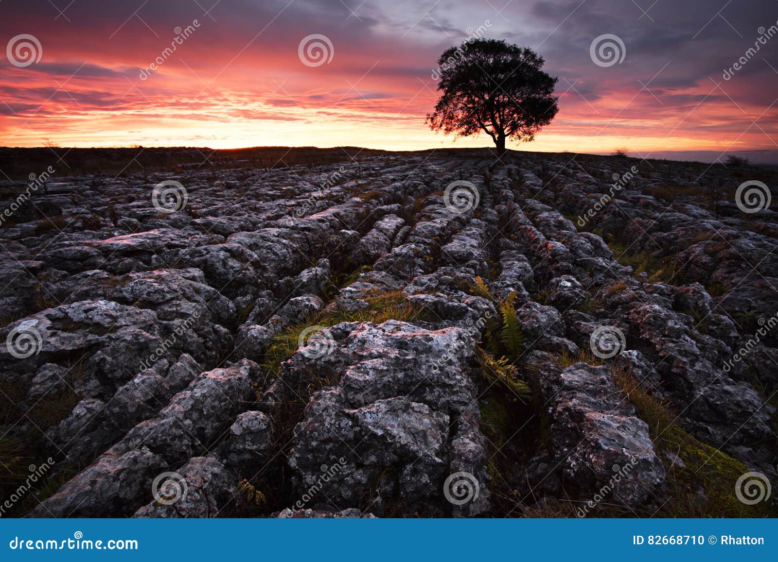 Lone Tree at Malham stock photo. Image of malham, scenic - 82668710