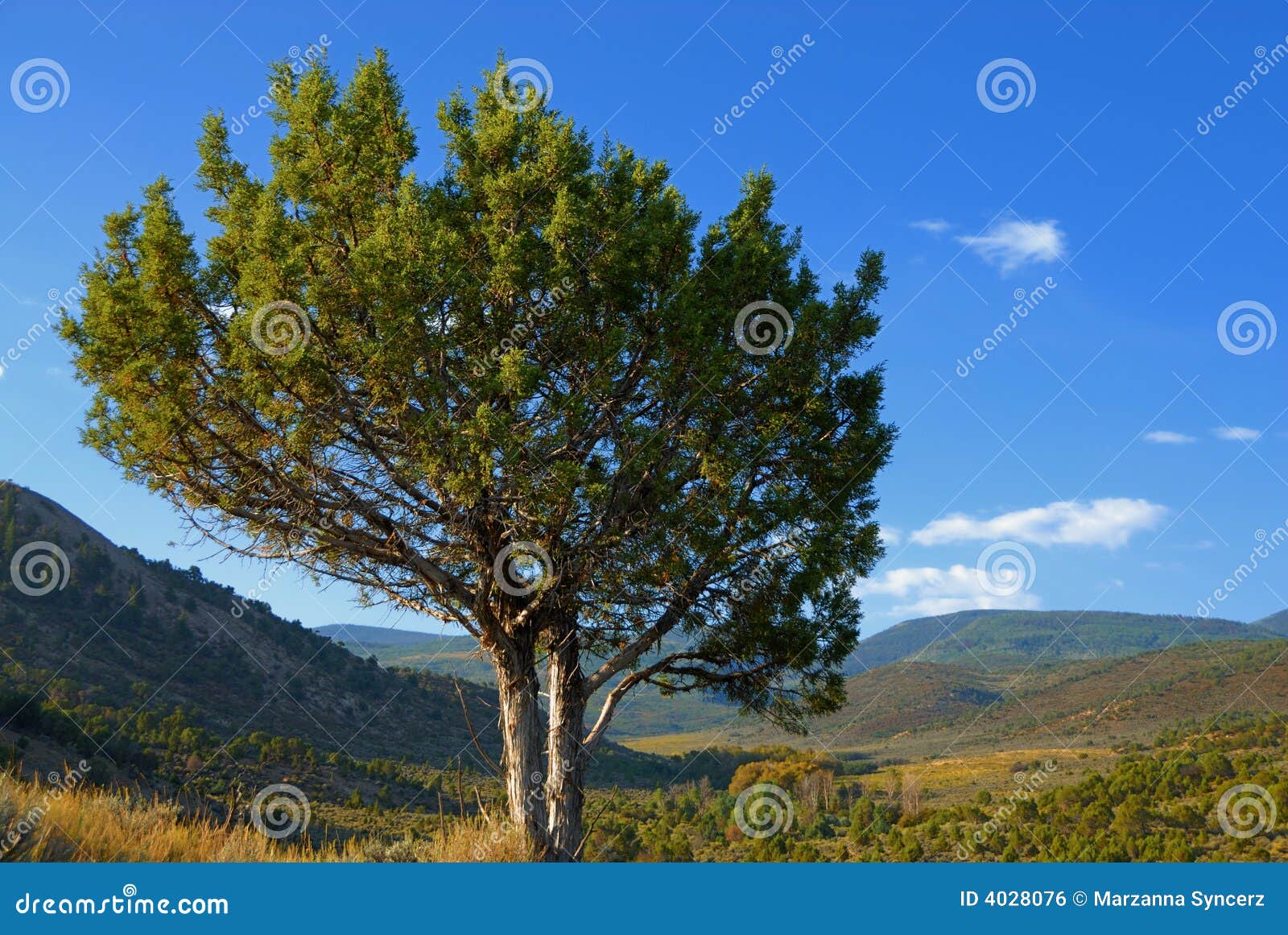 Lone tree in meadow stock photo. Image of plant, outdoor - 4028076