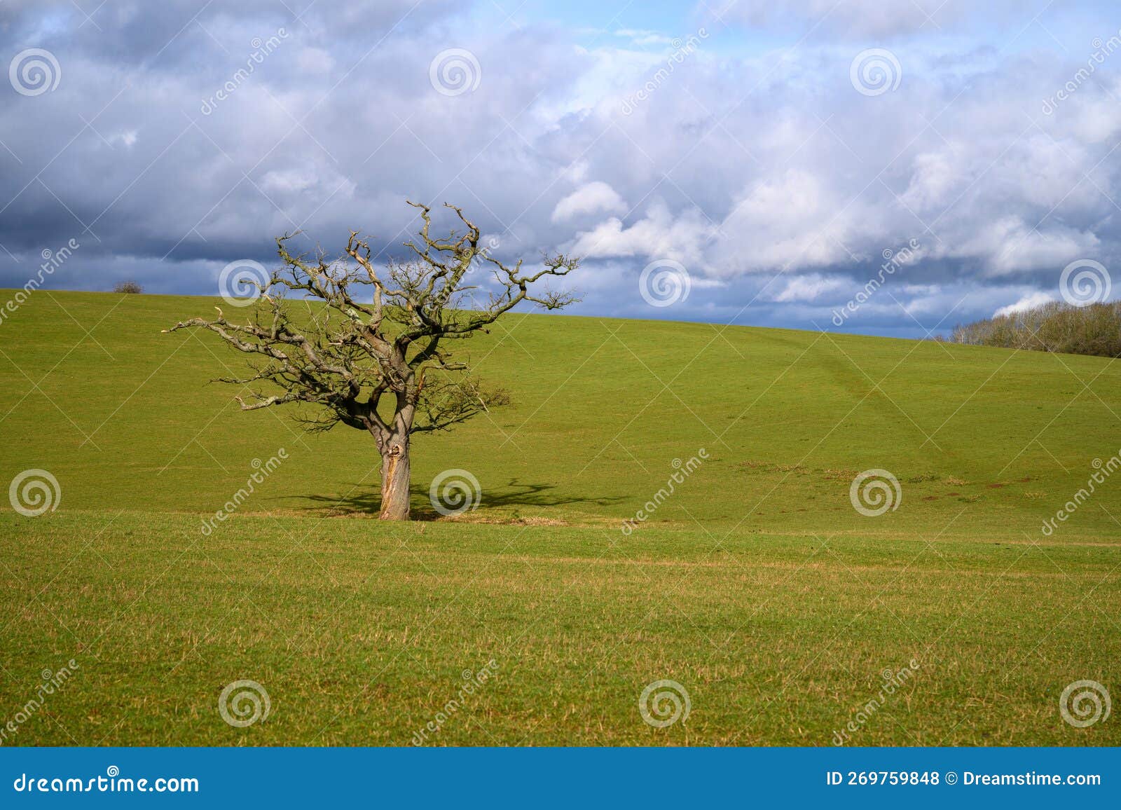 Lone Tree in a Meadow in England Stock Photo - Image of alone, savanna ...