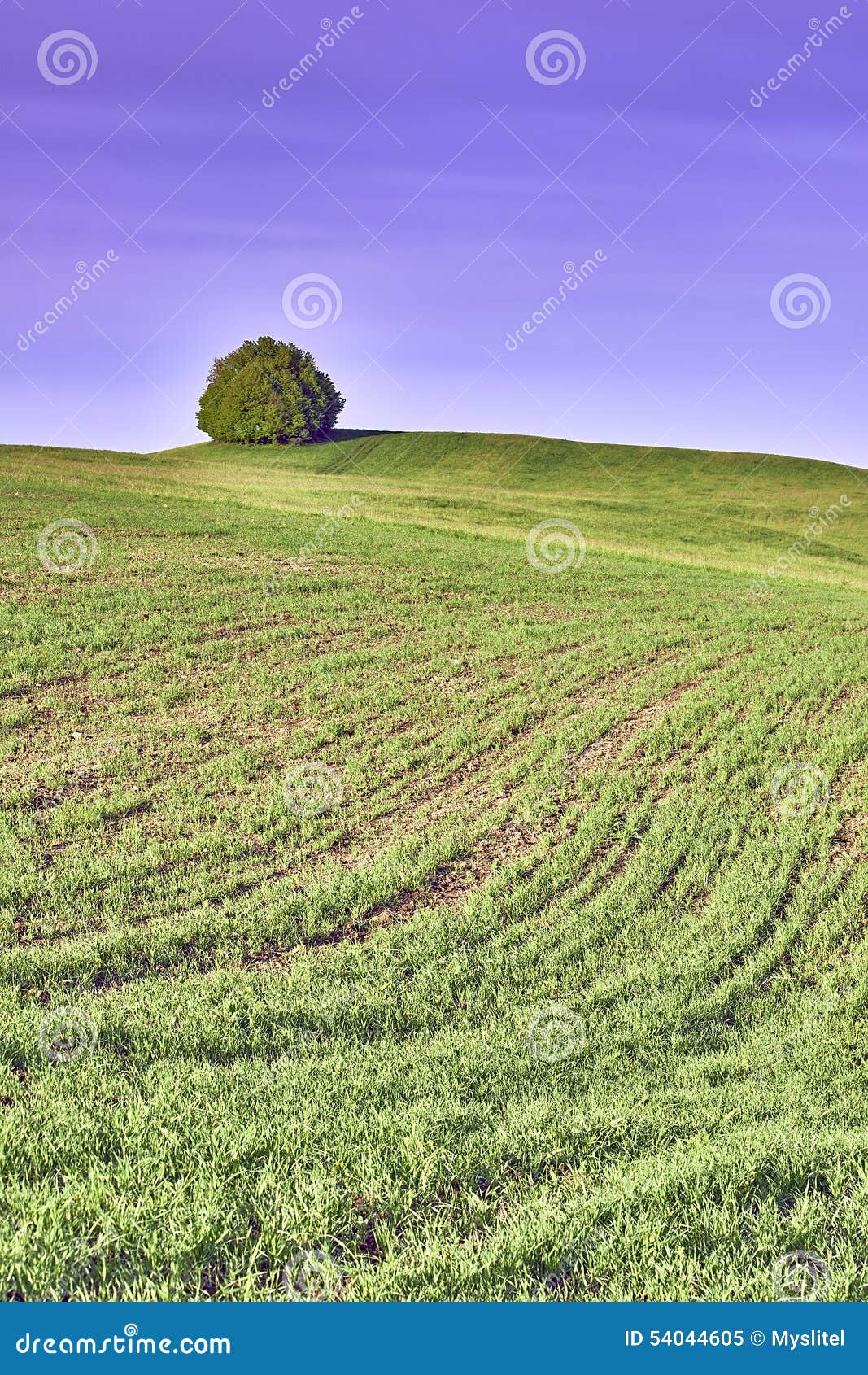 Lone tree stock image. Image of lone, outdoors, hill - 54044605