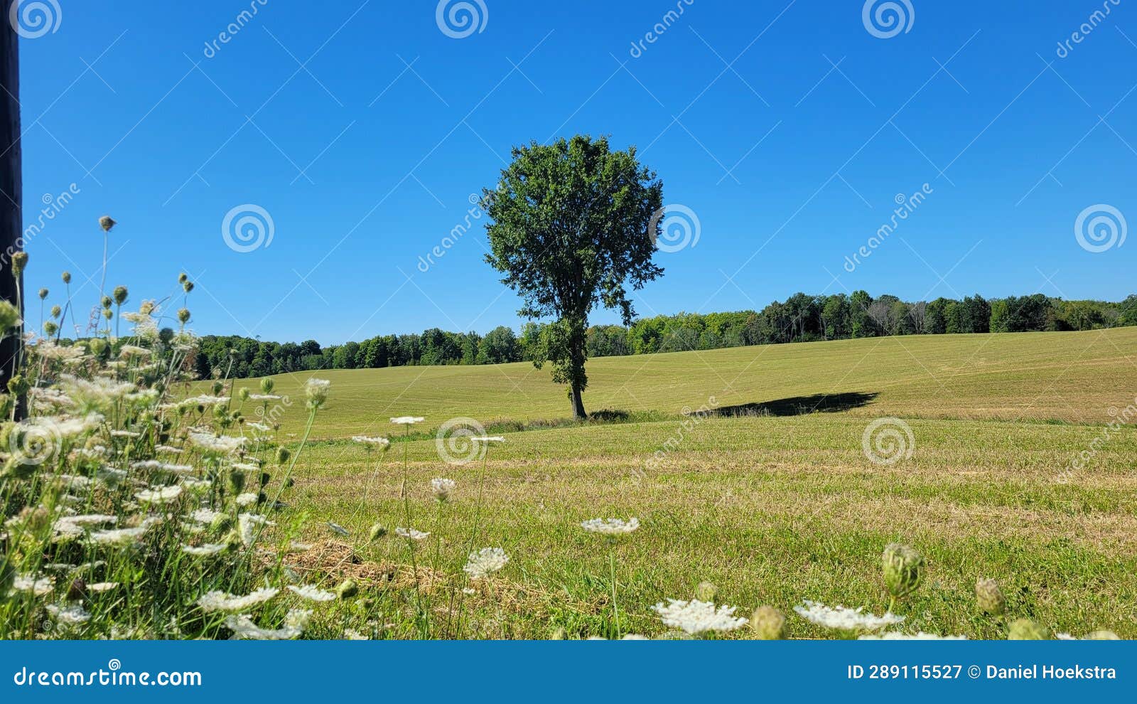 Lone Tree in the Middle of Farm Field Stock Image - Image of grass ...
