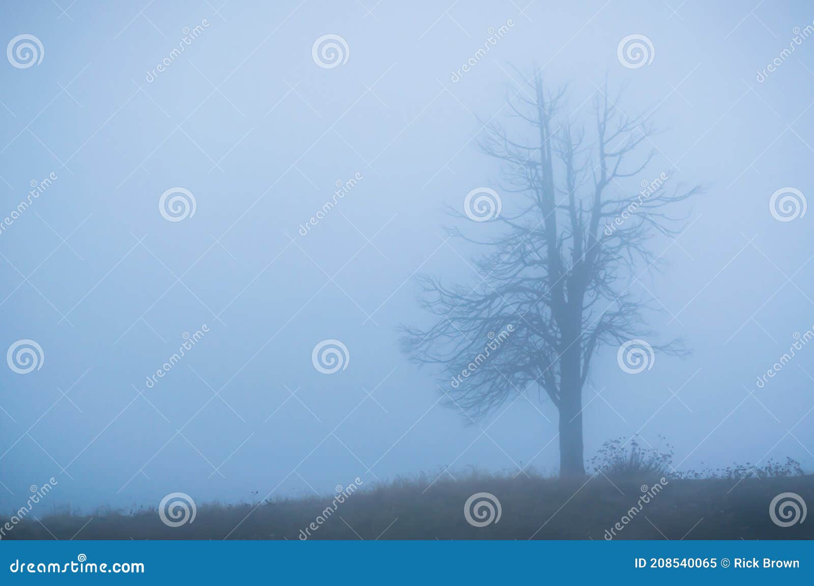 Lone tree in mist stock image. Image of mystery, weather - 208540065
