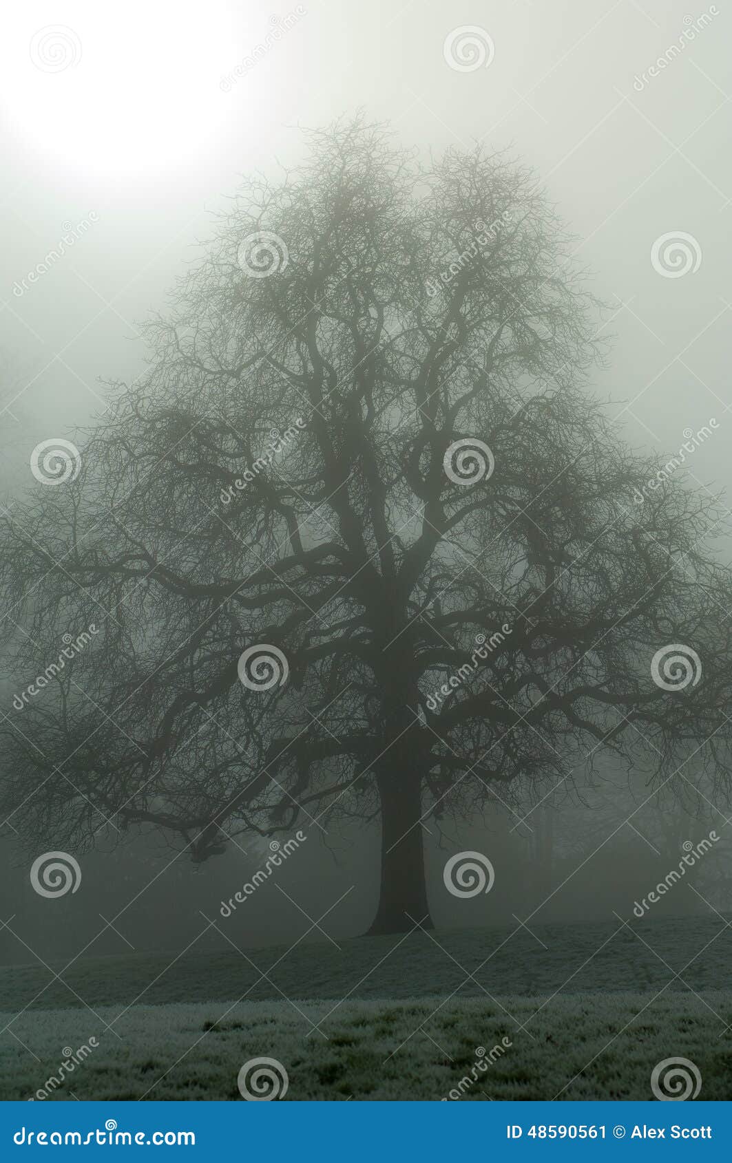 Lone tree in the mist stock image. Image of tree, frost - 48590561