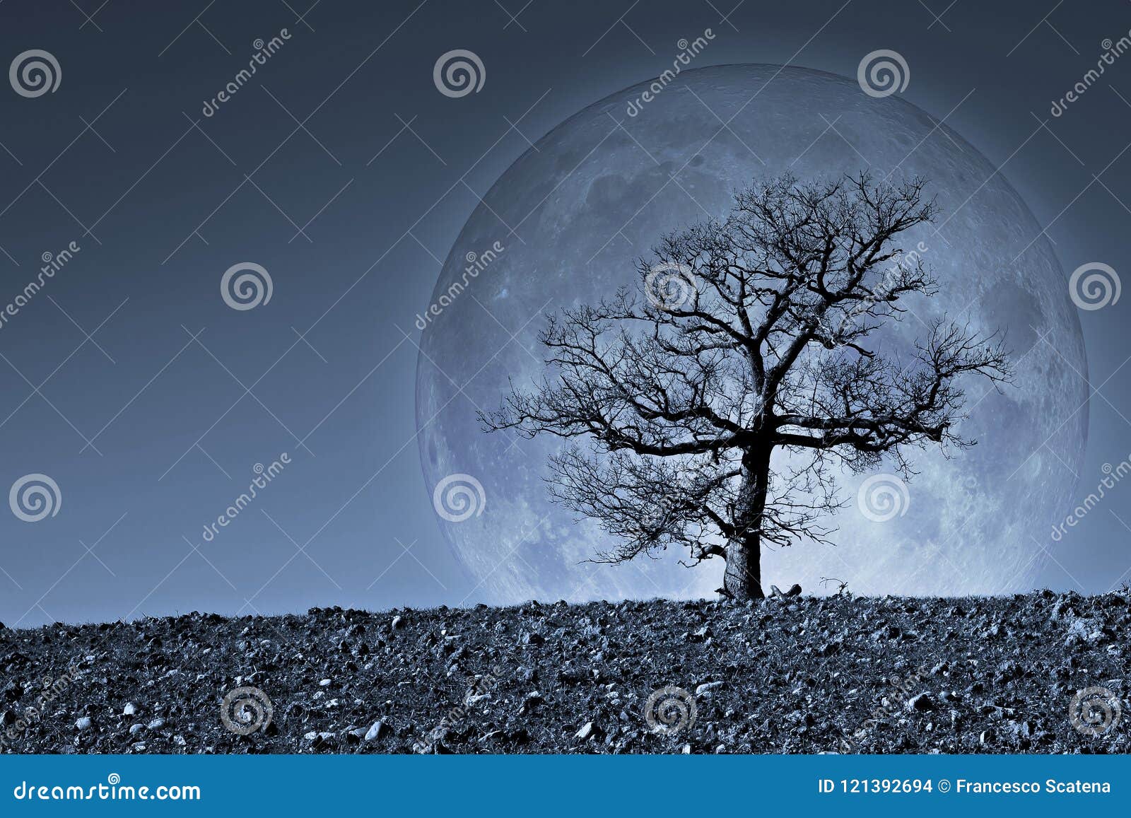 Lone Tree with Moon on Background - Image with Element Furnished Stock ...