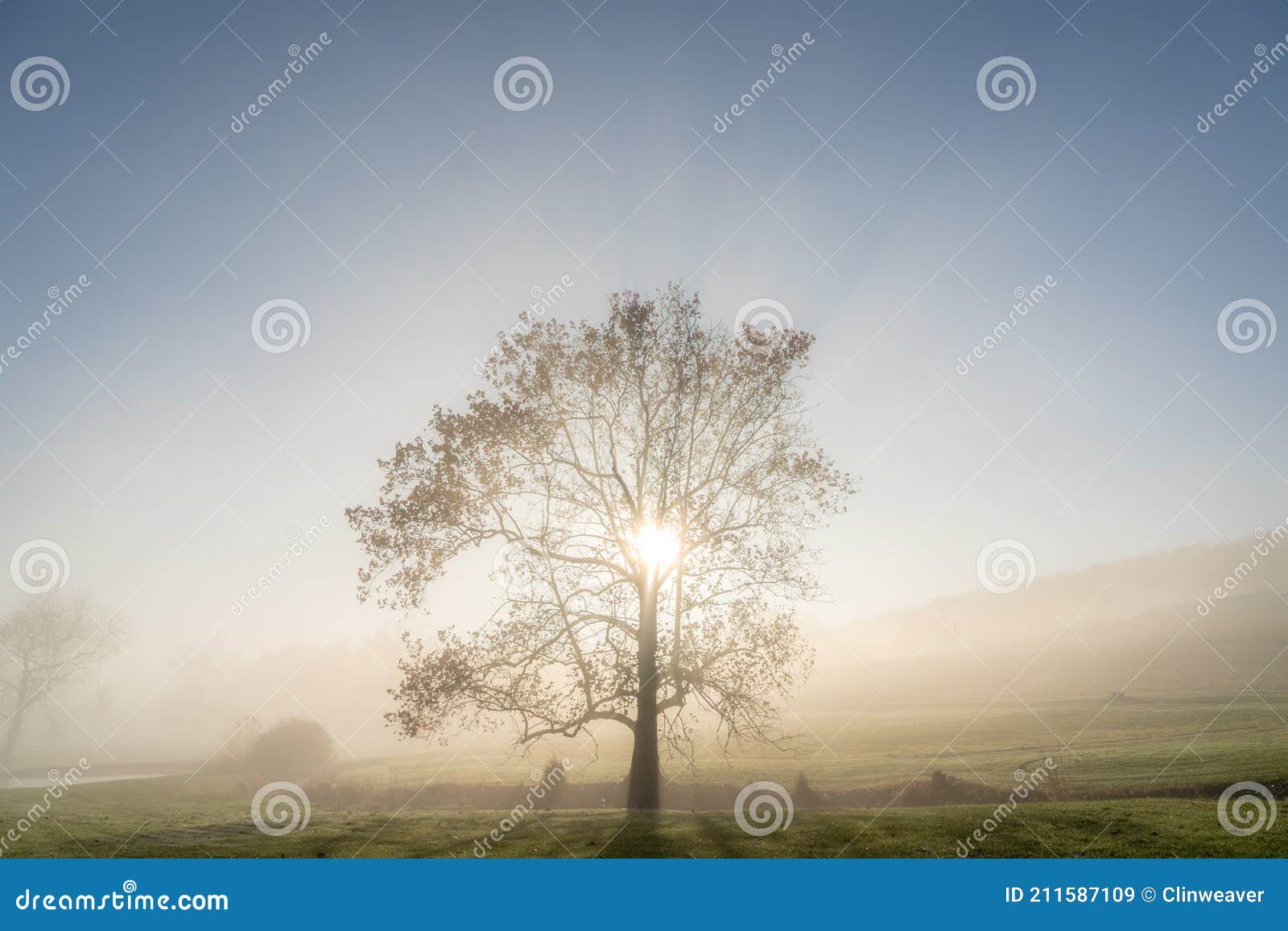 Lone Tree in Morning Mist stock image. Image of frosty - 211587109