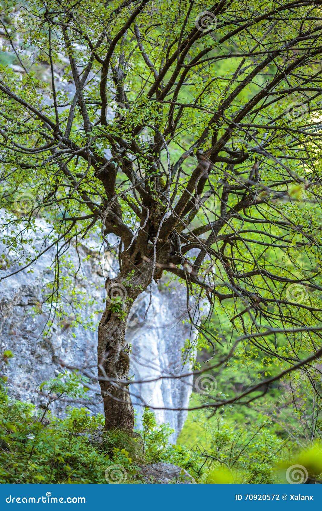 Lone Tree on Mountain Cliff Stock Photo - Image of high, nature: 70920572