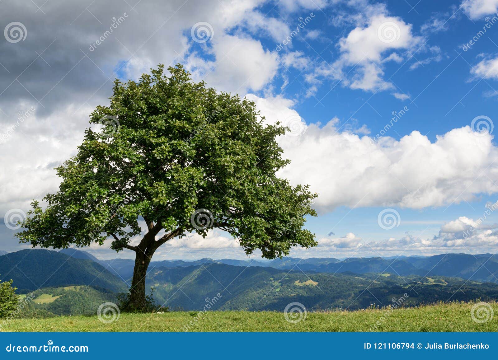 Lone tree in the mountains stock photo. Image of outdoor - 121106794