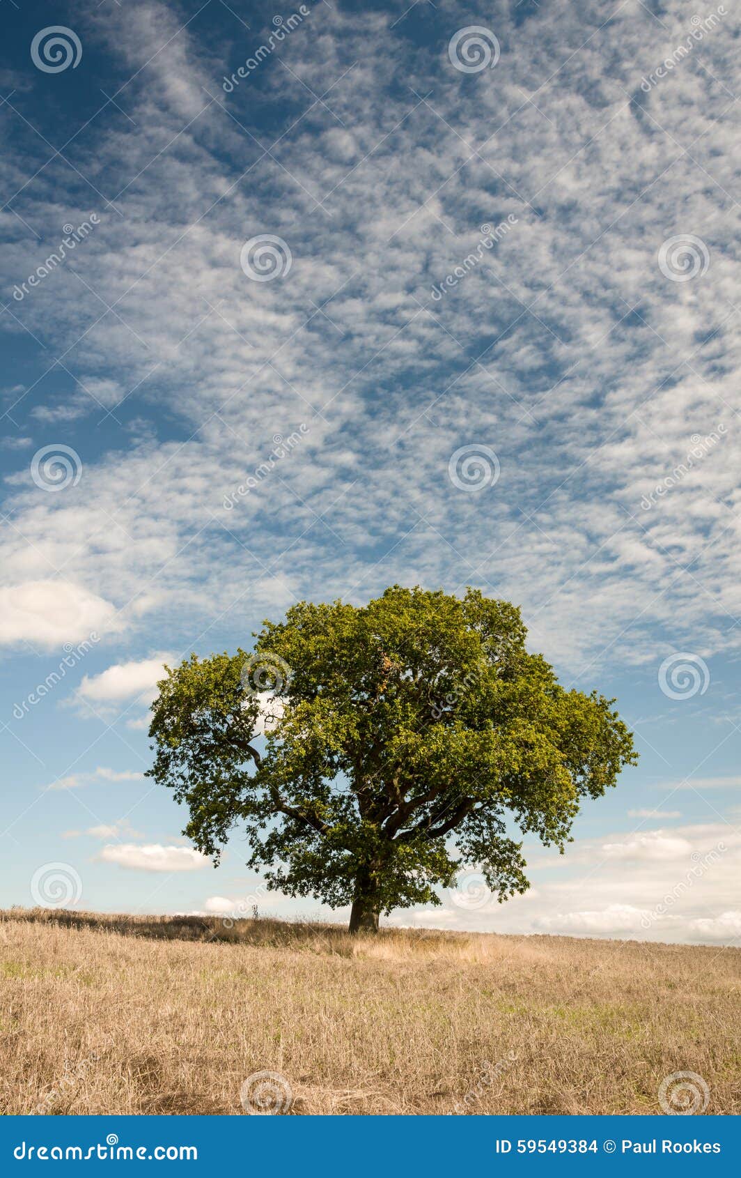 Lone Tree - Oak Tree - Tree in Field - North Yorkshire Stock Photo ...