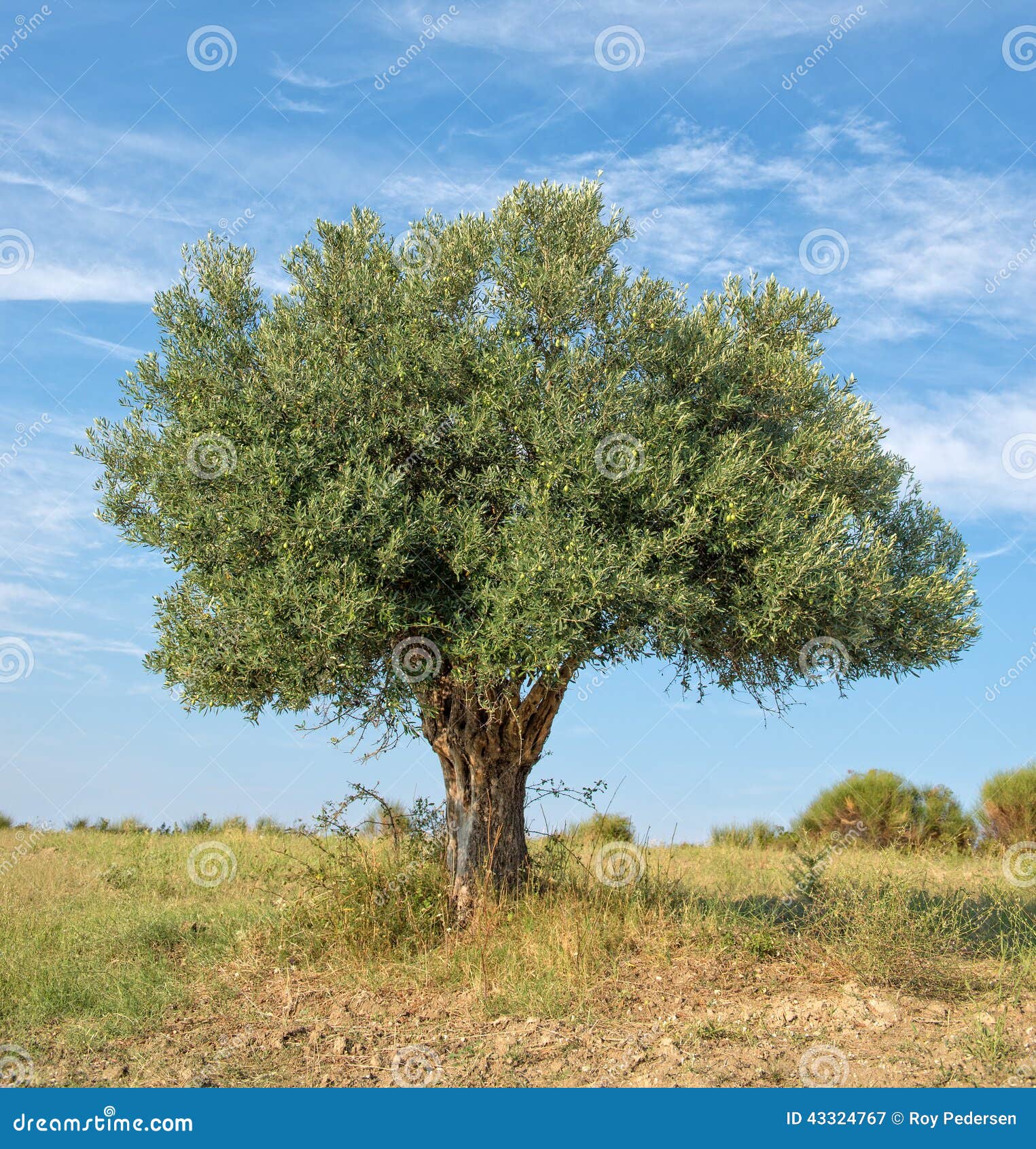 Lone Tree stock image. Image of meadow, europaea, growth - 43324767