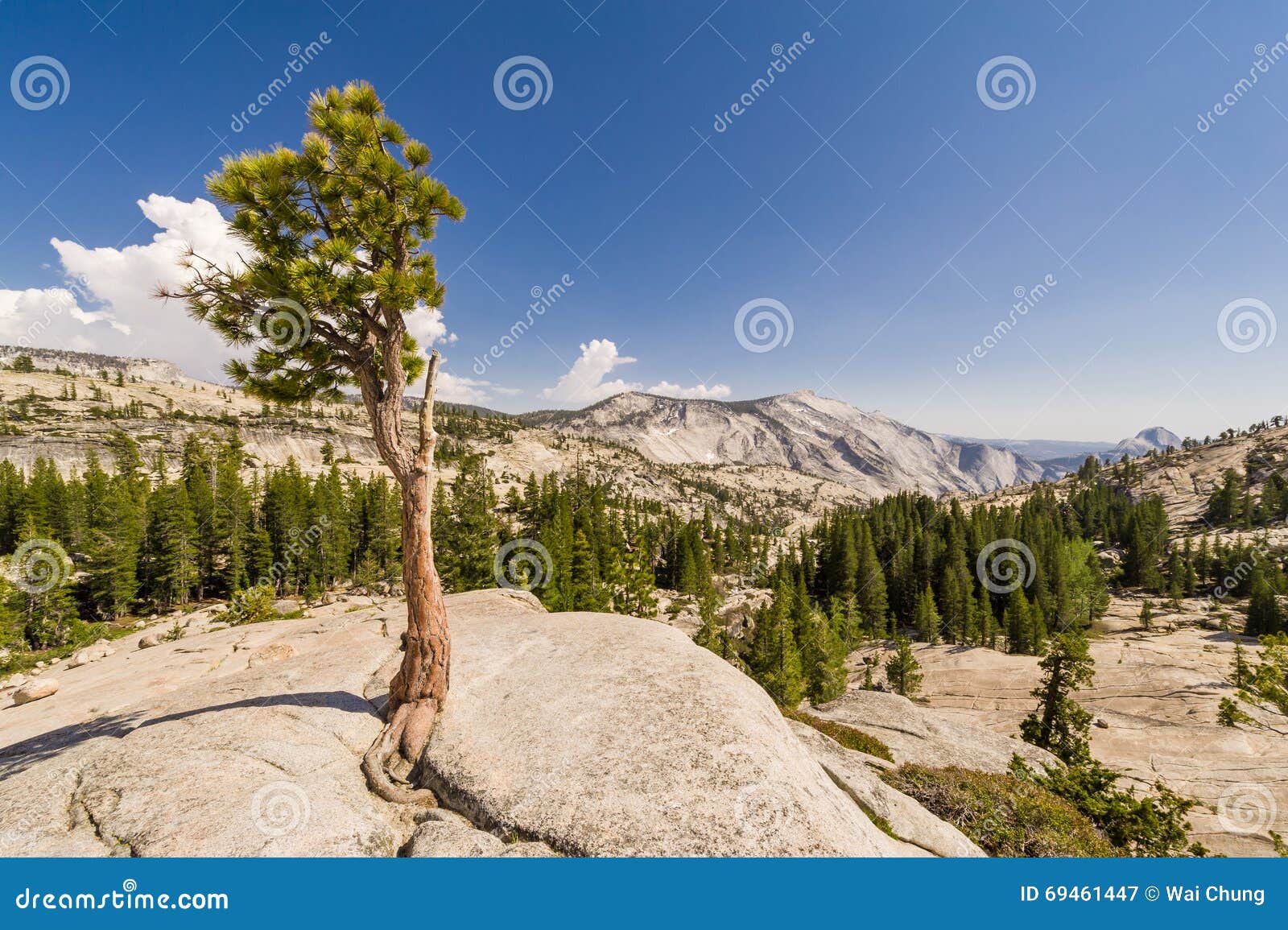 Lone tree on Olmsted Point stock image. Image of grand - 69461447