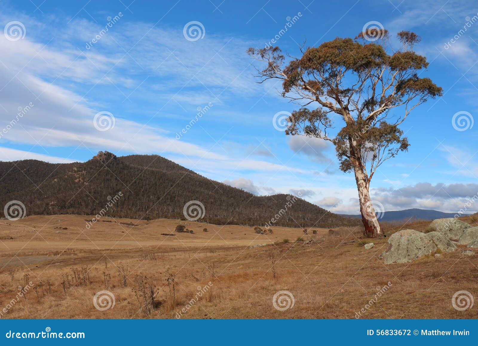 Lone Tree in the Orroral Valley - Canberra Stock Photo - Image of rocky ...