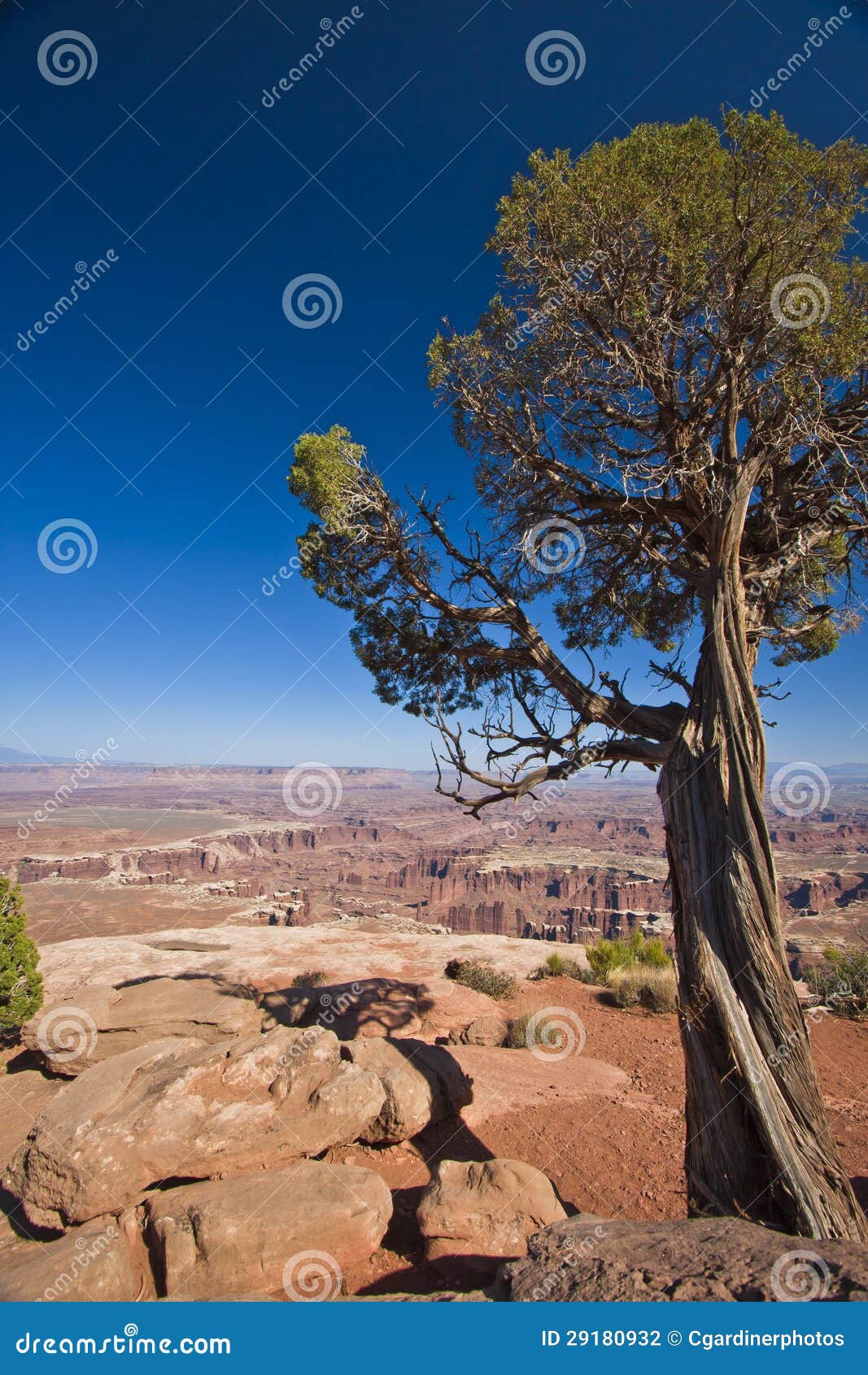 A Lone Tree Overlooking Canyonland Terrain Stock Photo - Image of ...