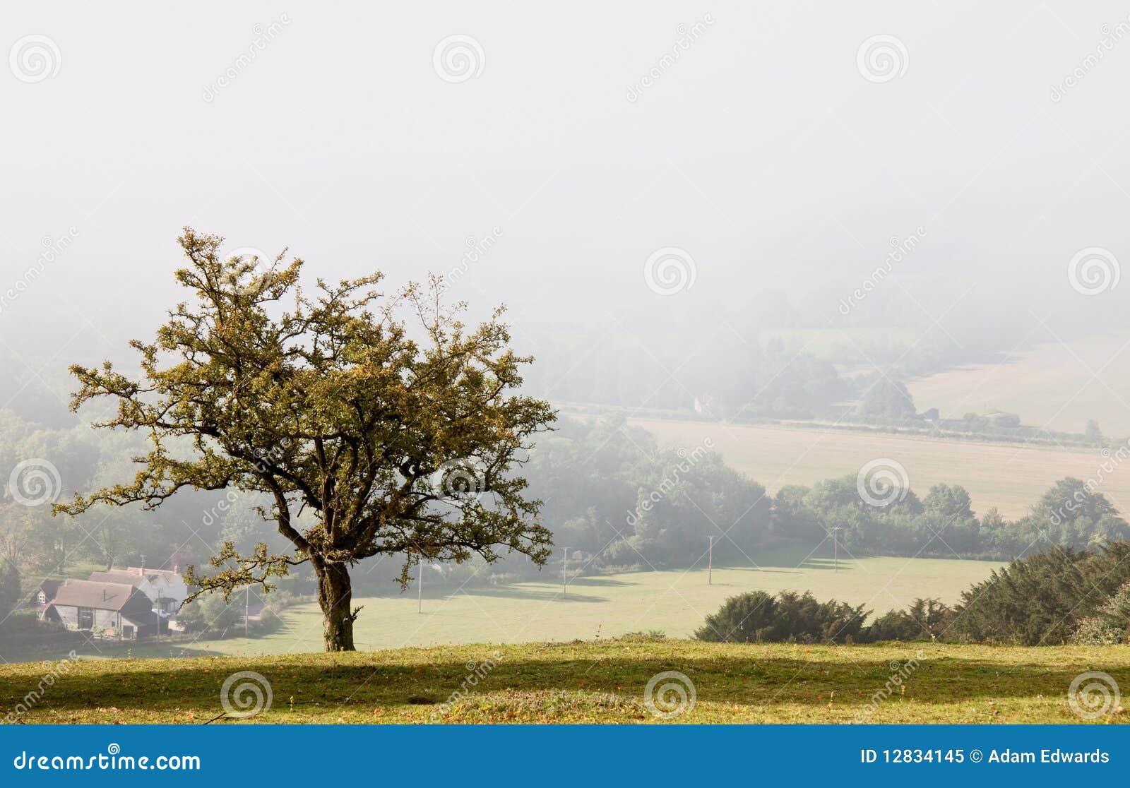 Lone Tree Overlooking a Misty Valley in Autumn Stock Image - Image of ...