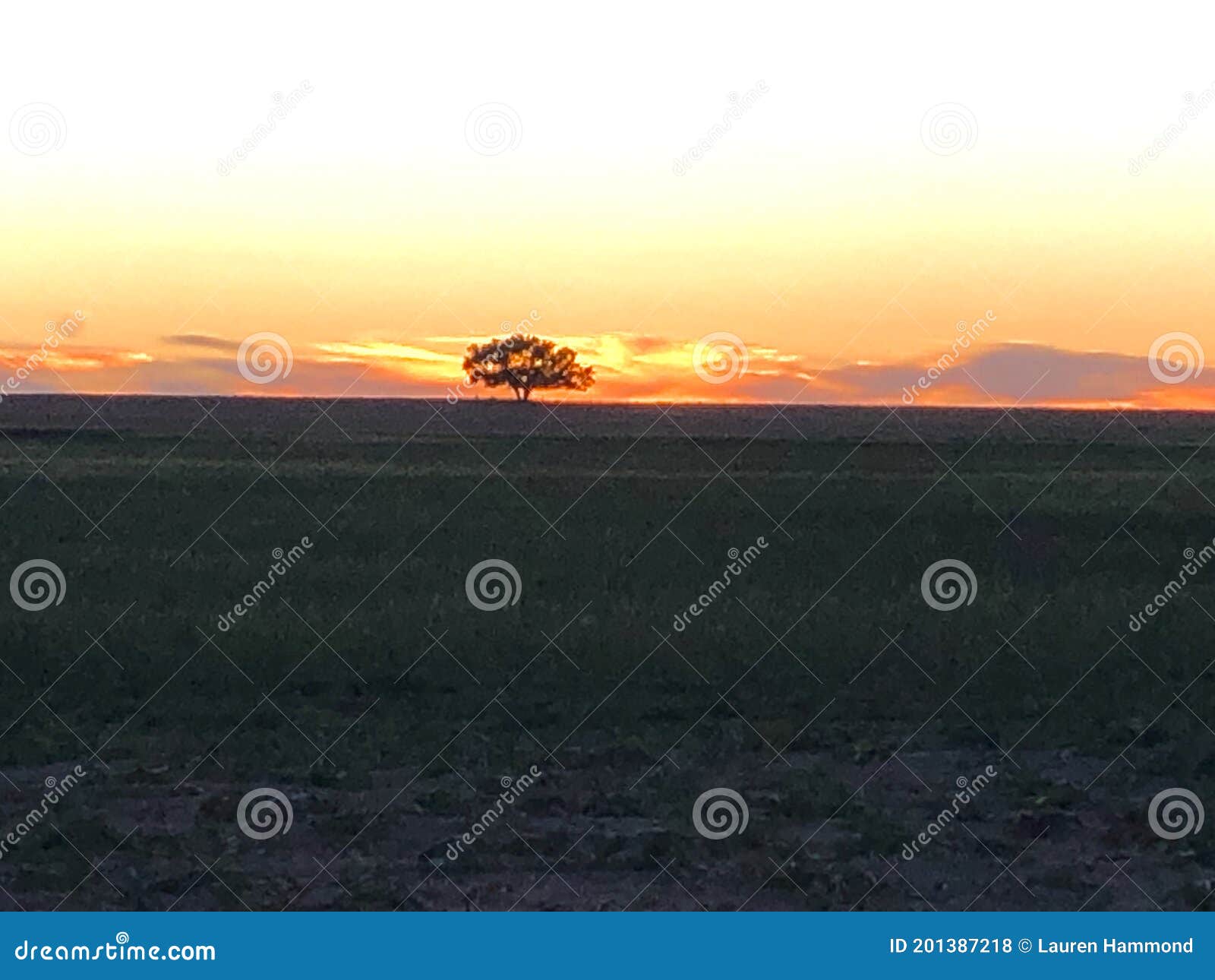 The lone tree stock photo. Image of standing, pasture - 201387218