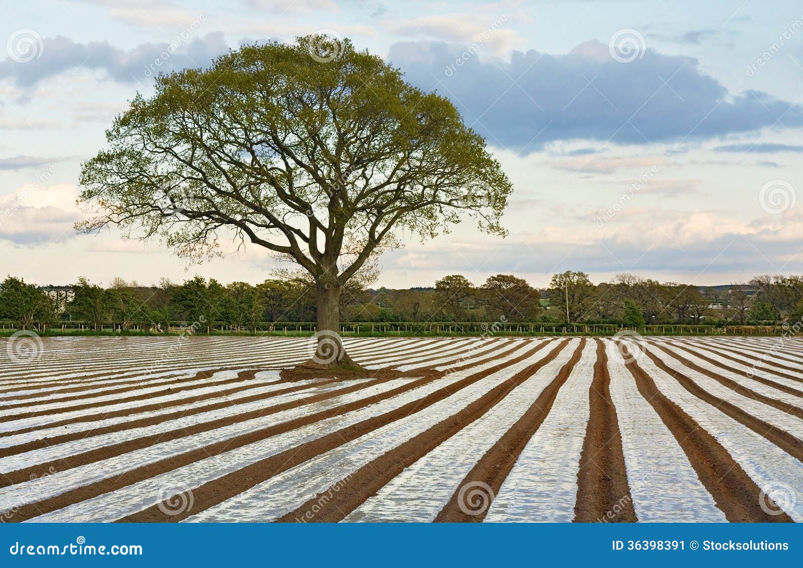 Lone Tree in Ploughed Agricultural Field Stock Image - Image of country ...