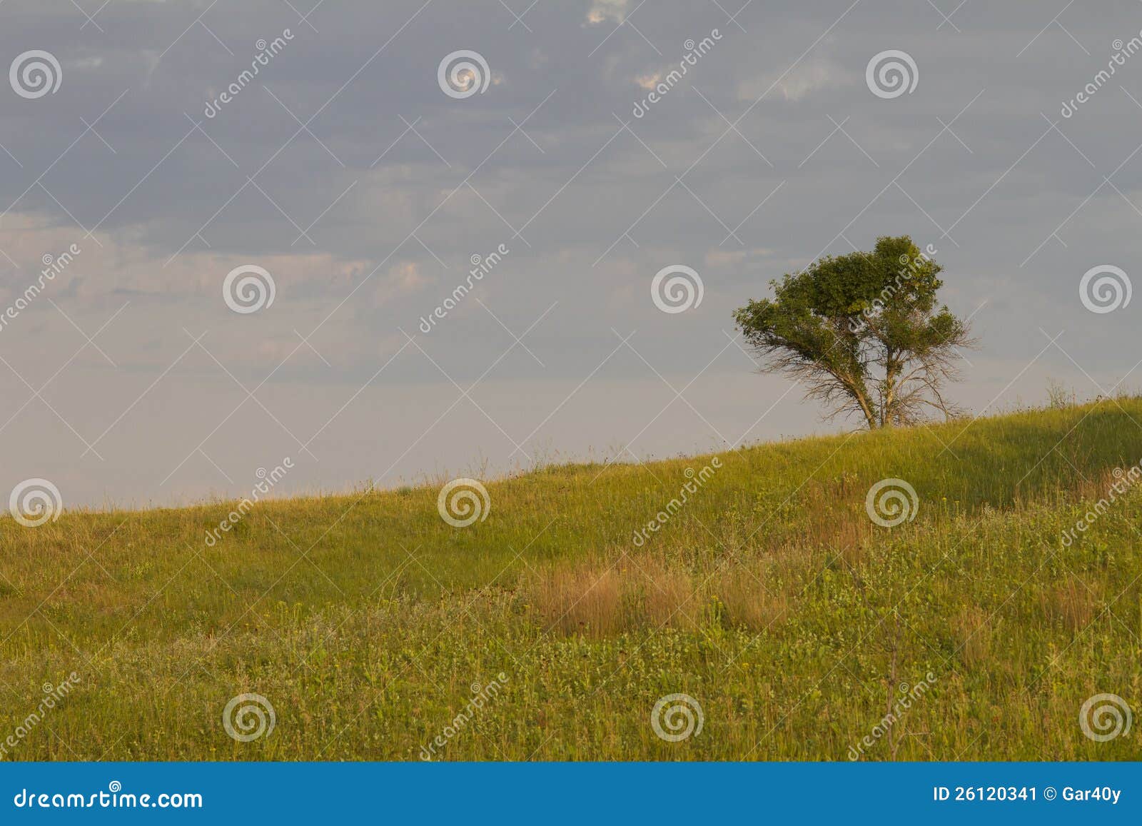 Lone tree on the prairie stock image. Image of country - 26120341