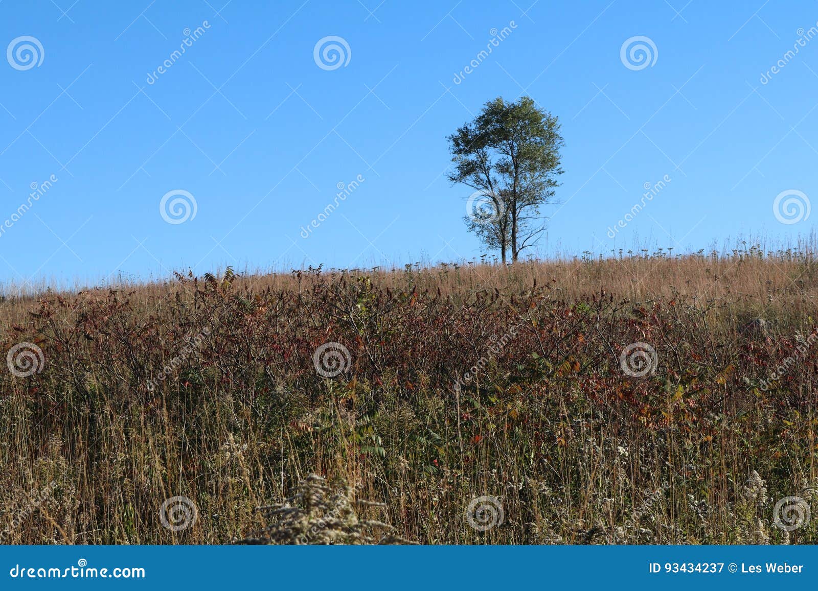 Lone Tree on the Prairie stock image. Image of cloudy - 93434237