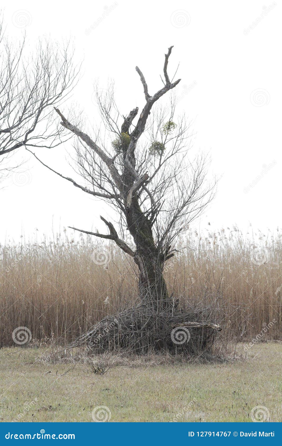 Tree in a Marsh stock image. Image of tree, grey, outside - 127914767