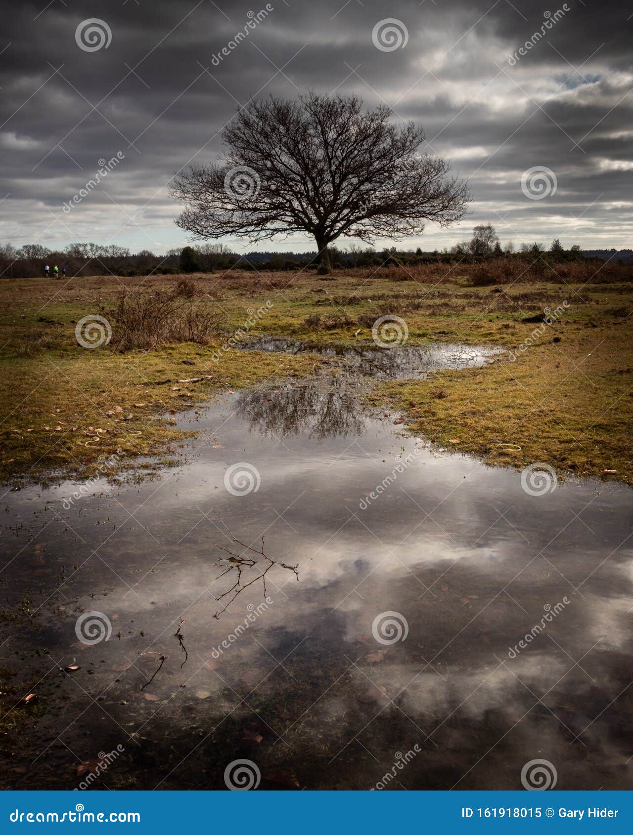A Lone Tree Reflecting in a River with Storm Clouds Stock Image - Image ...