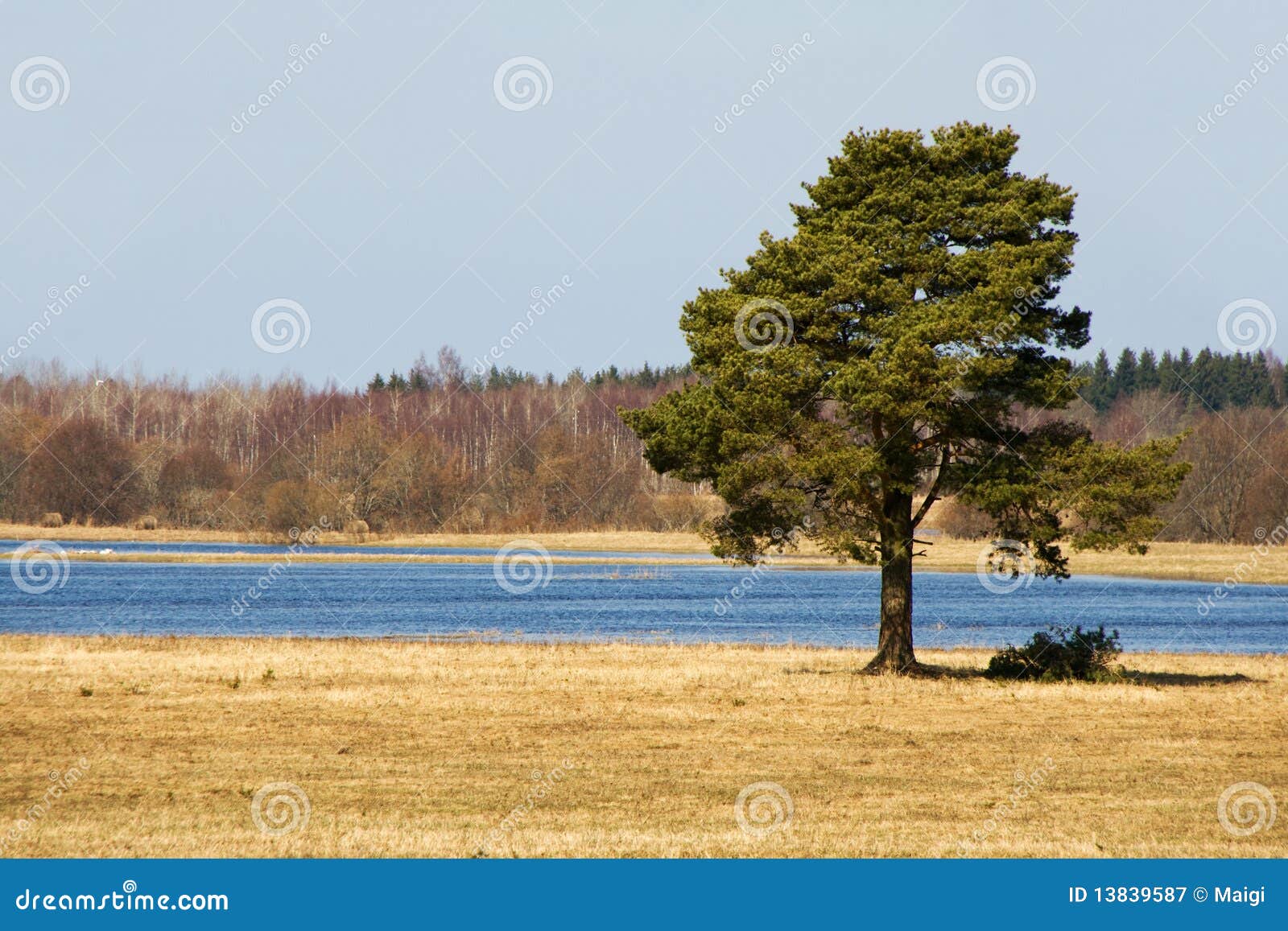 Lone Tree. Stock Photography | CartoonDealer.com #7576082