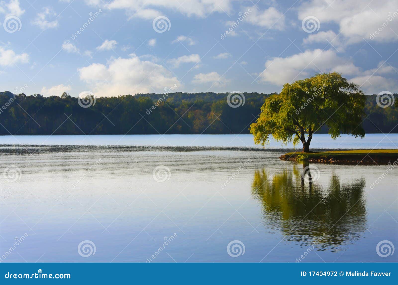 Lone Tree on the River stock photo. Image of concord - 17404972
